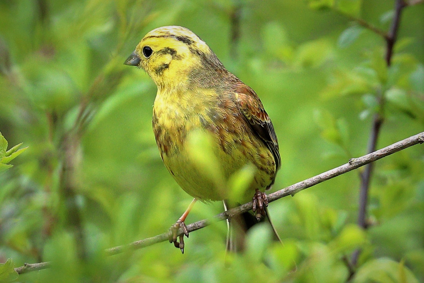 Yellowhammer by PETER MILES - BirdGuides