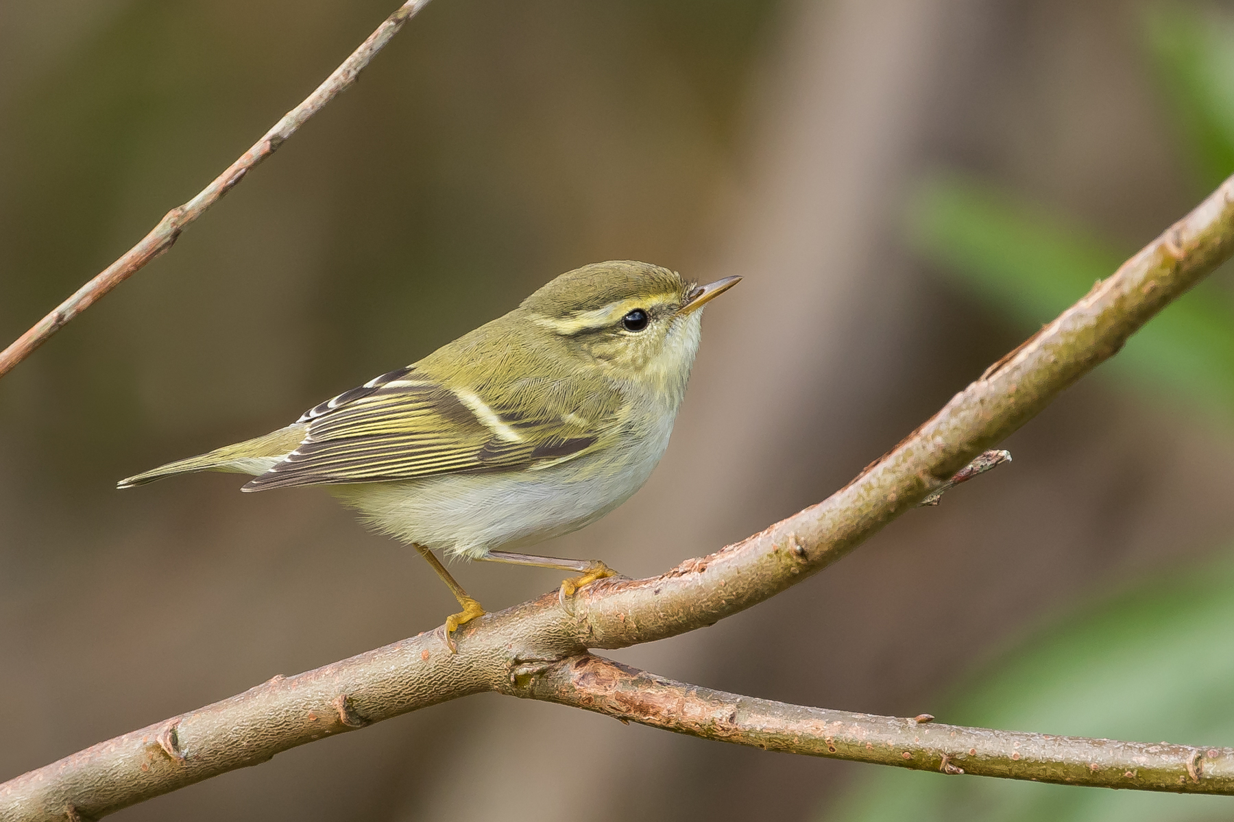 Go Birding with Sam! - BirdGuides