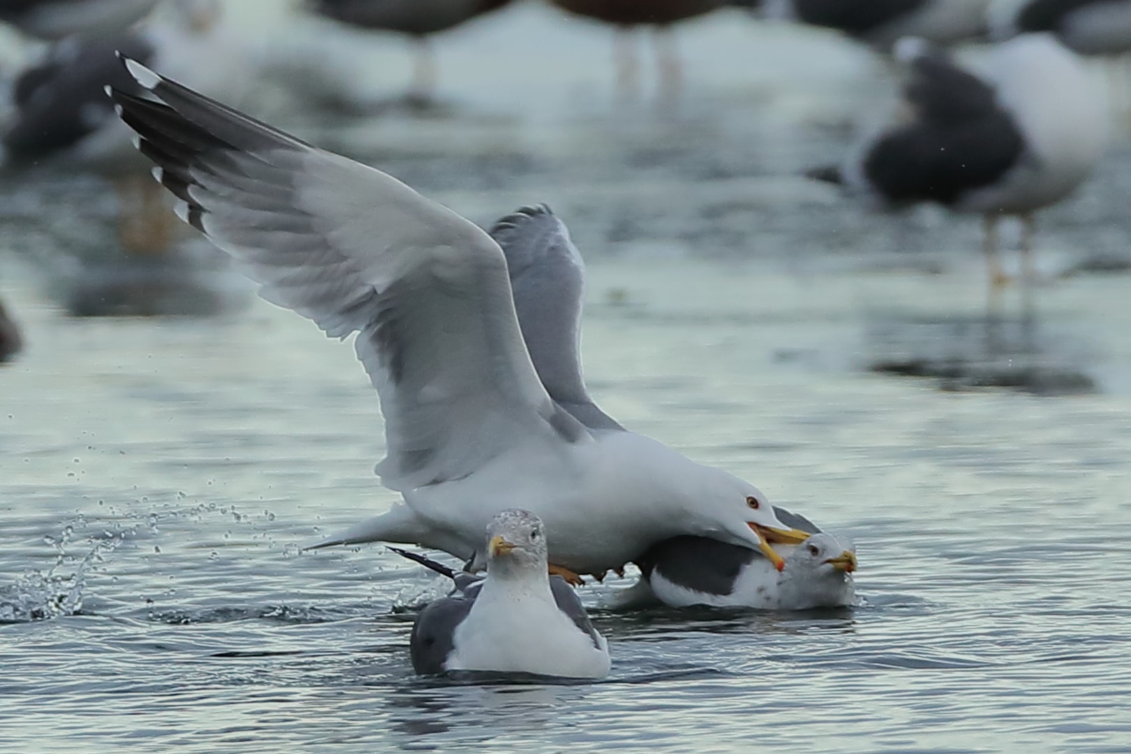 Yellow-legged Gull by Mike Trew - BirdGuides