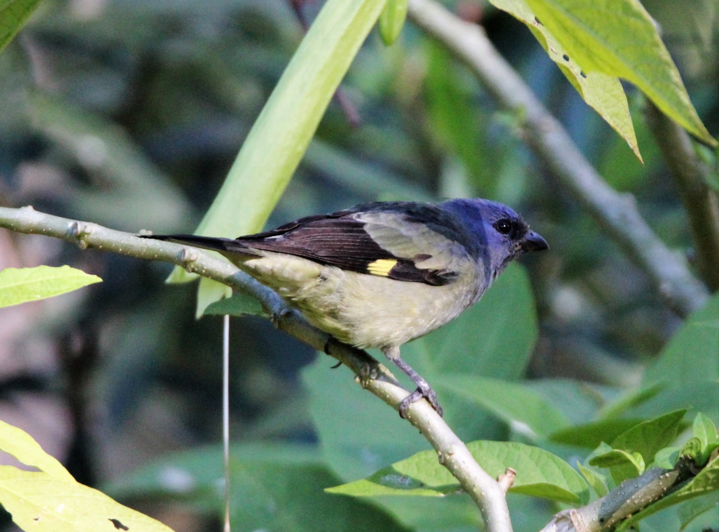 Yellow-winged Tanager by Phil Ellis - BirdGuides