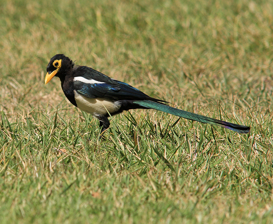 Details : Yellow-billed Magpie - BirdGuides