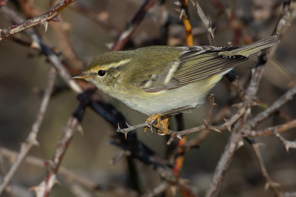 Yellow-browed Warbler by Martyn Sidwell - BirdGuides