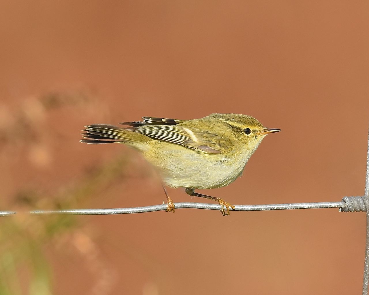 Yellow-browed Warbler by Roger Ridley - BirdGuides