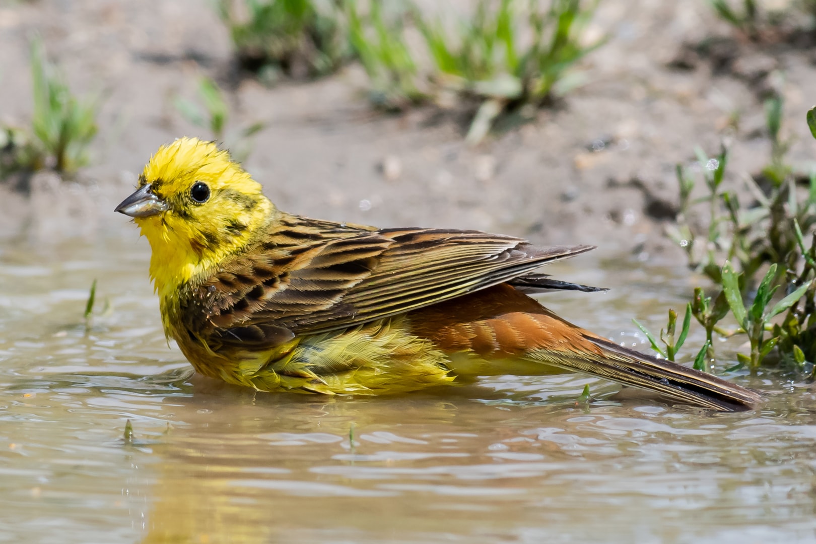 Yellowhammer by Geoff Snowball - BirdGuides