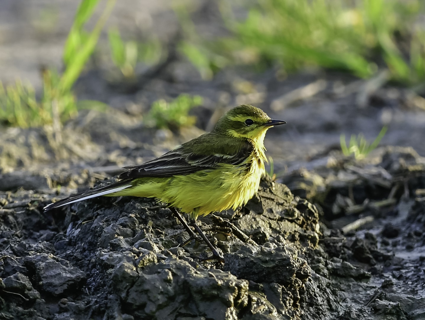 Yellow Wagtail by Geoffrey Dicker - BirdGuides