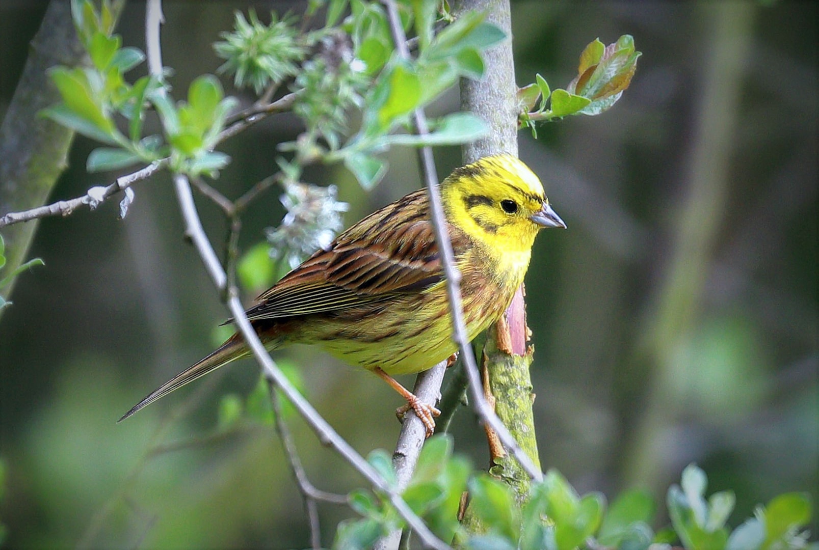 Yellowhammer by PETER MILES - BirdGuides