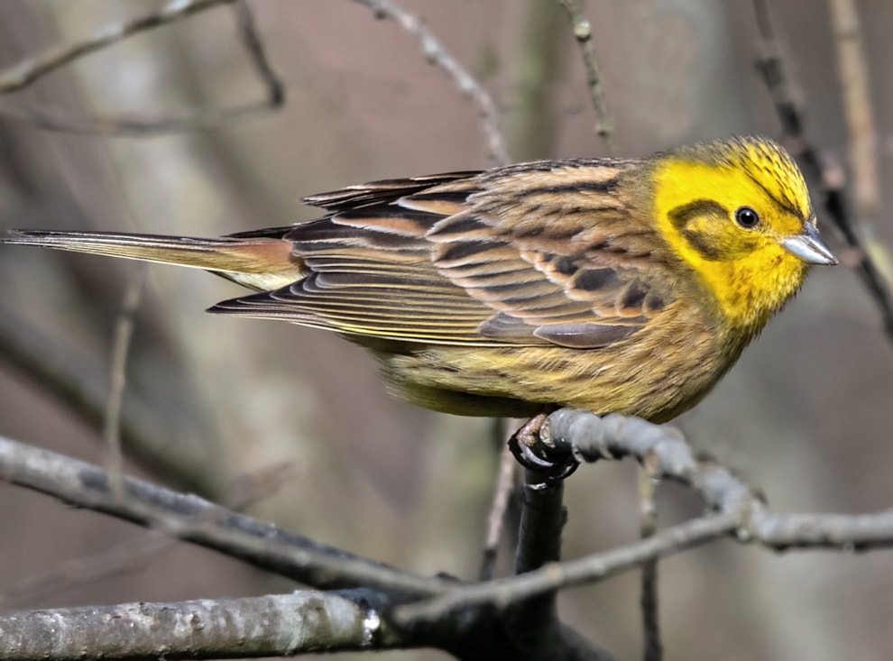 Yellowhammer by Wayne Davies - BirdGuides