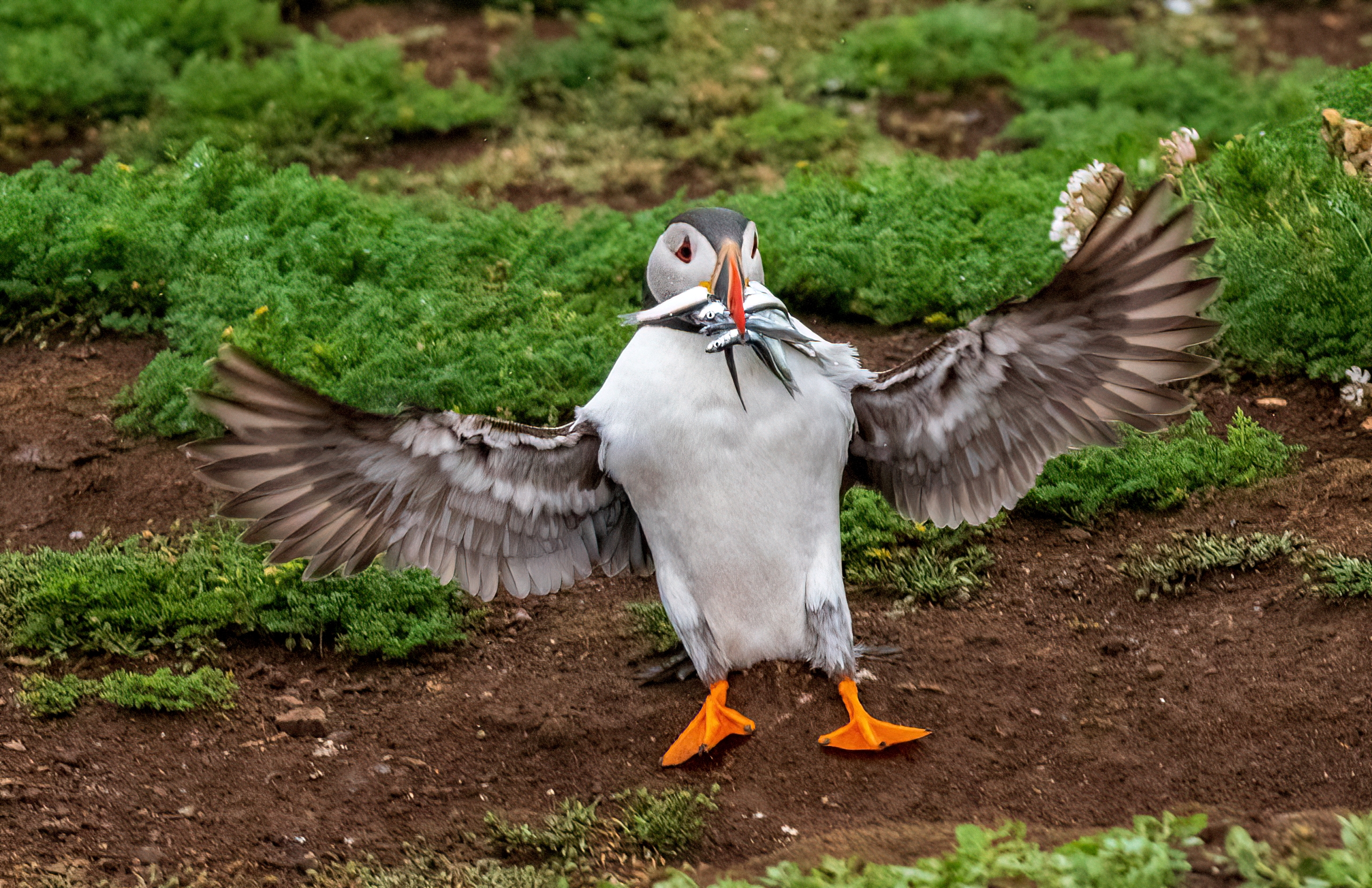 Results of Puffin citizen-science study in - BirdGuides