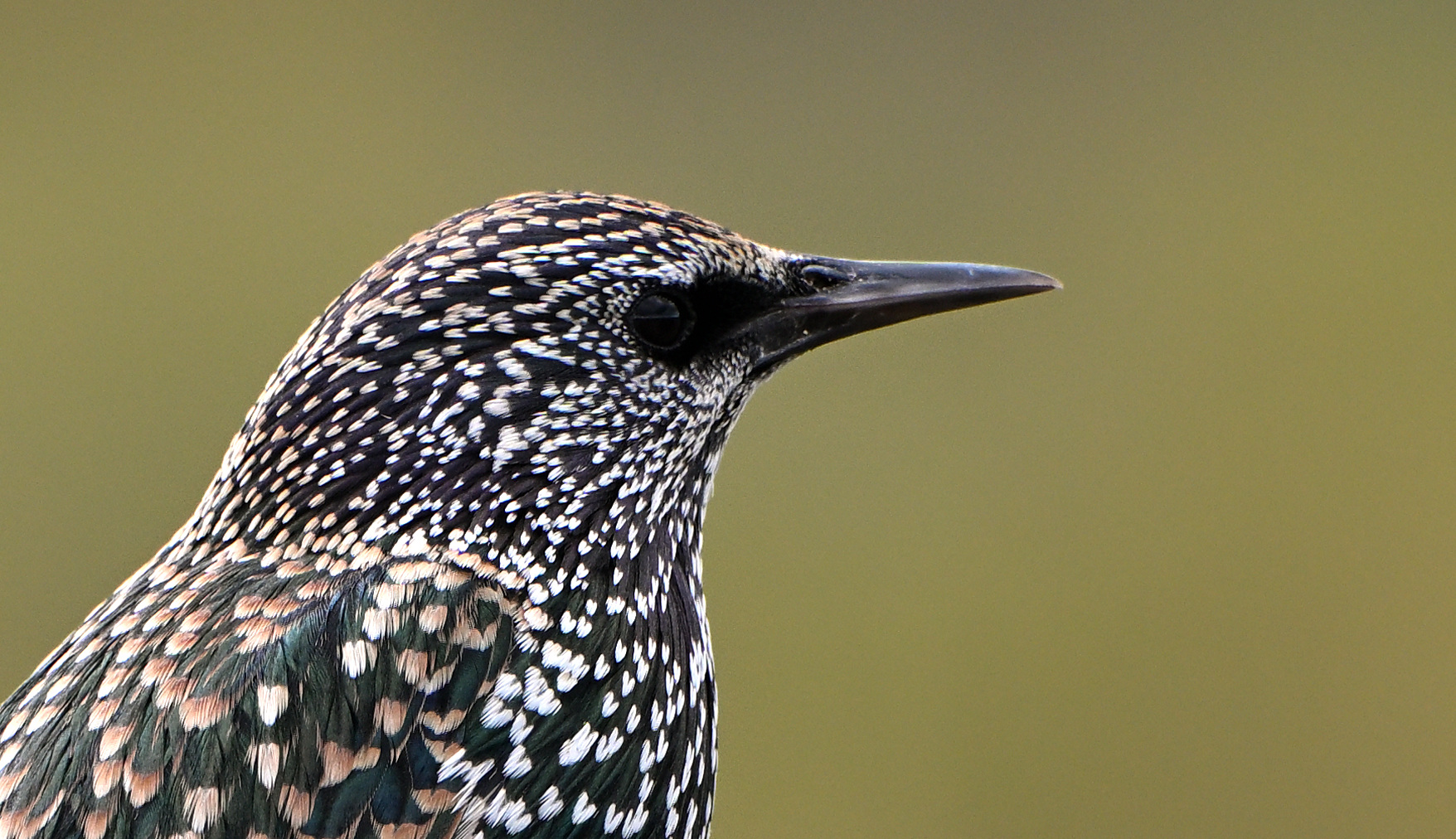Common Starling by Tom Moodie - BirdGuides