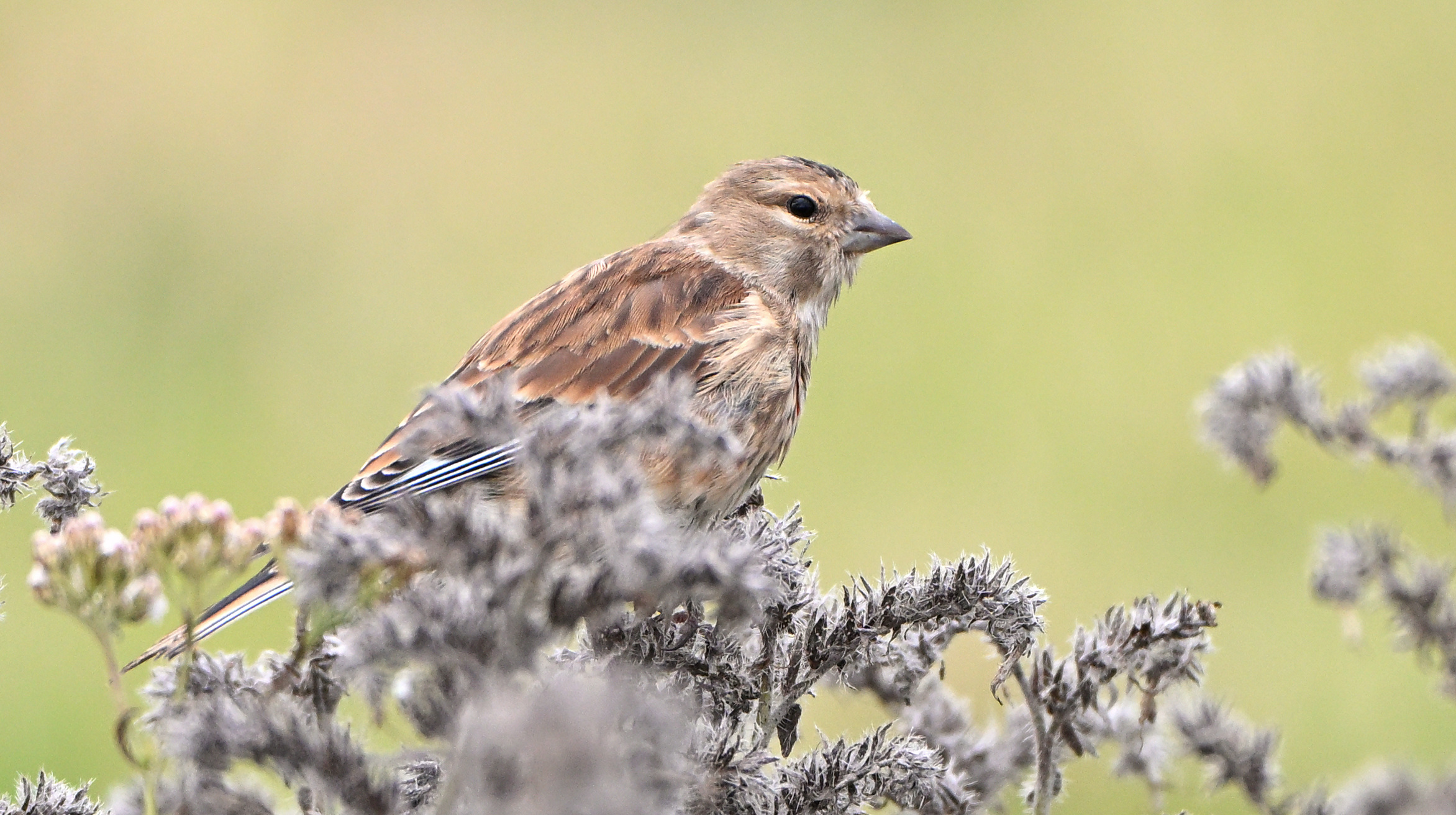 Common Linnet by Tom Moodie - BirdGuides