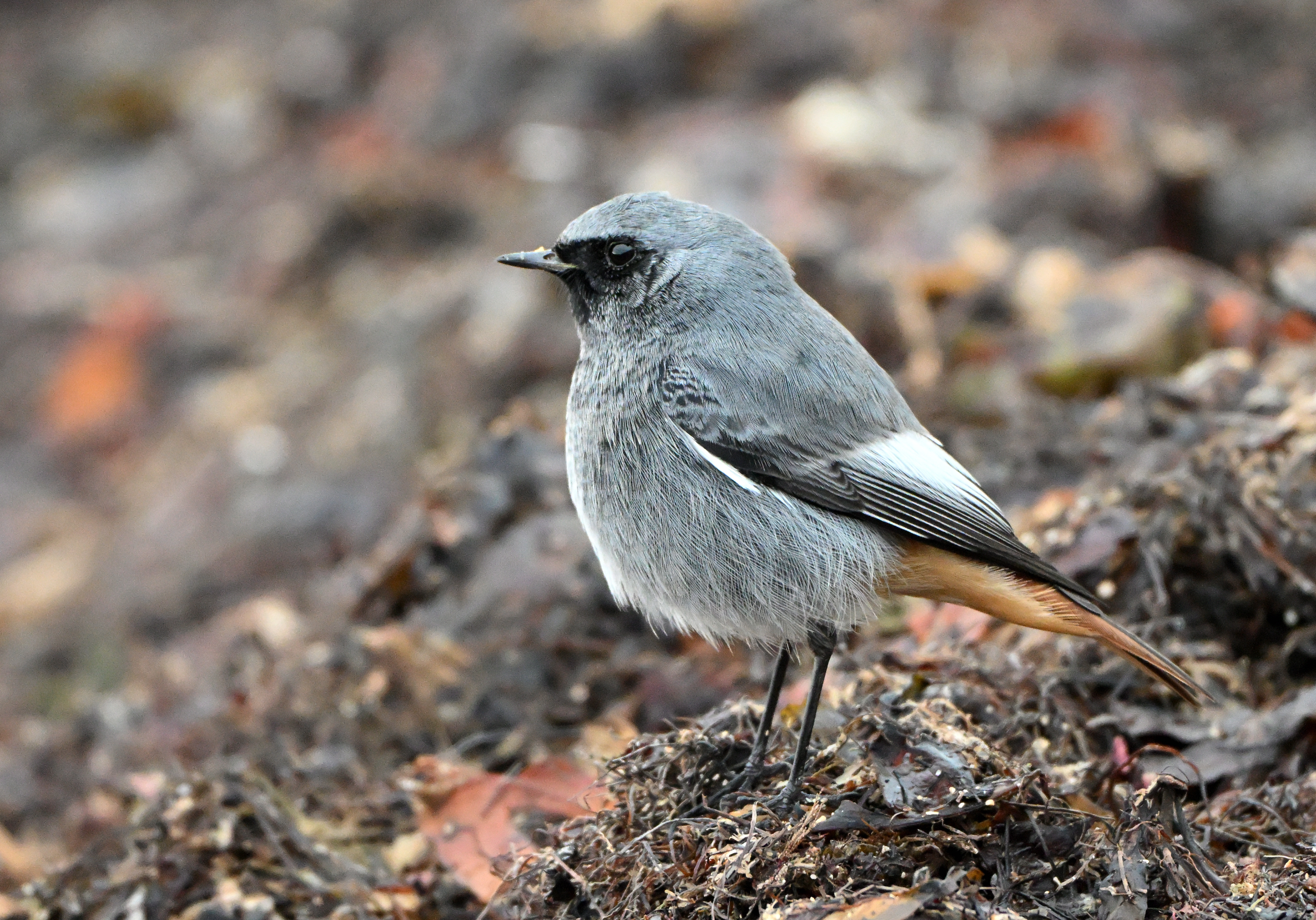 Black Redstart by Tom Moodie - BirdGuides