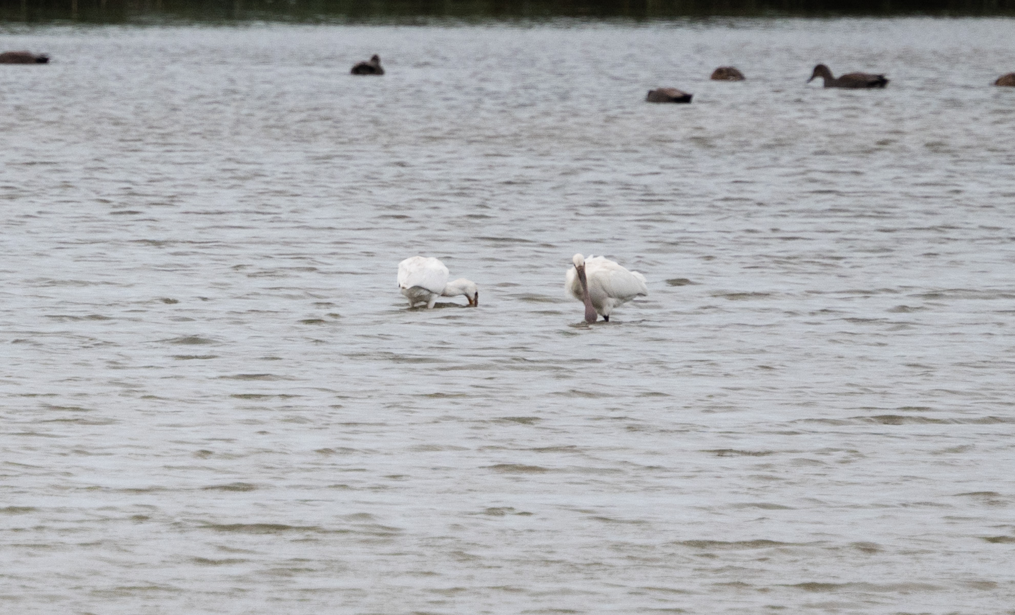 Eurasian Spoonbill by Keith Roylance - BirdGuides