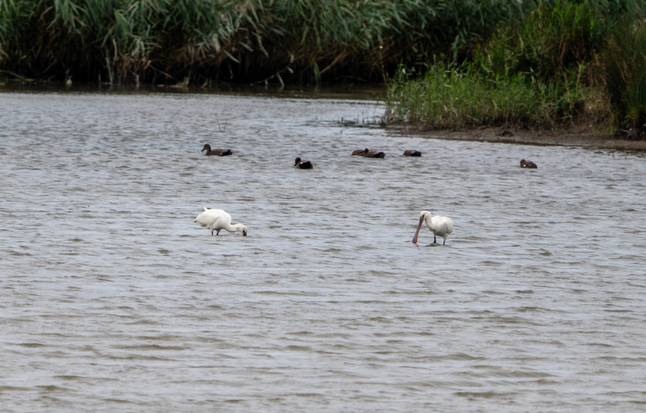 Eurasian Spoonbill by Keith Roylance - BirdGuides