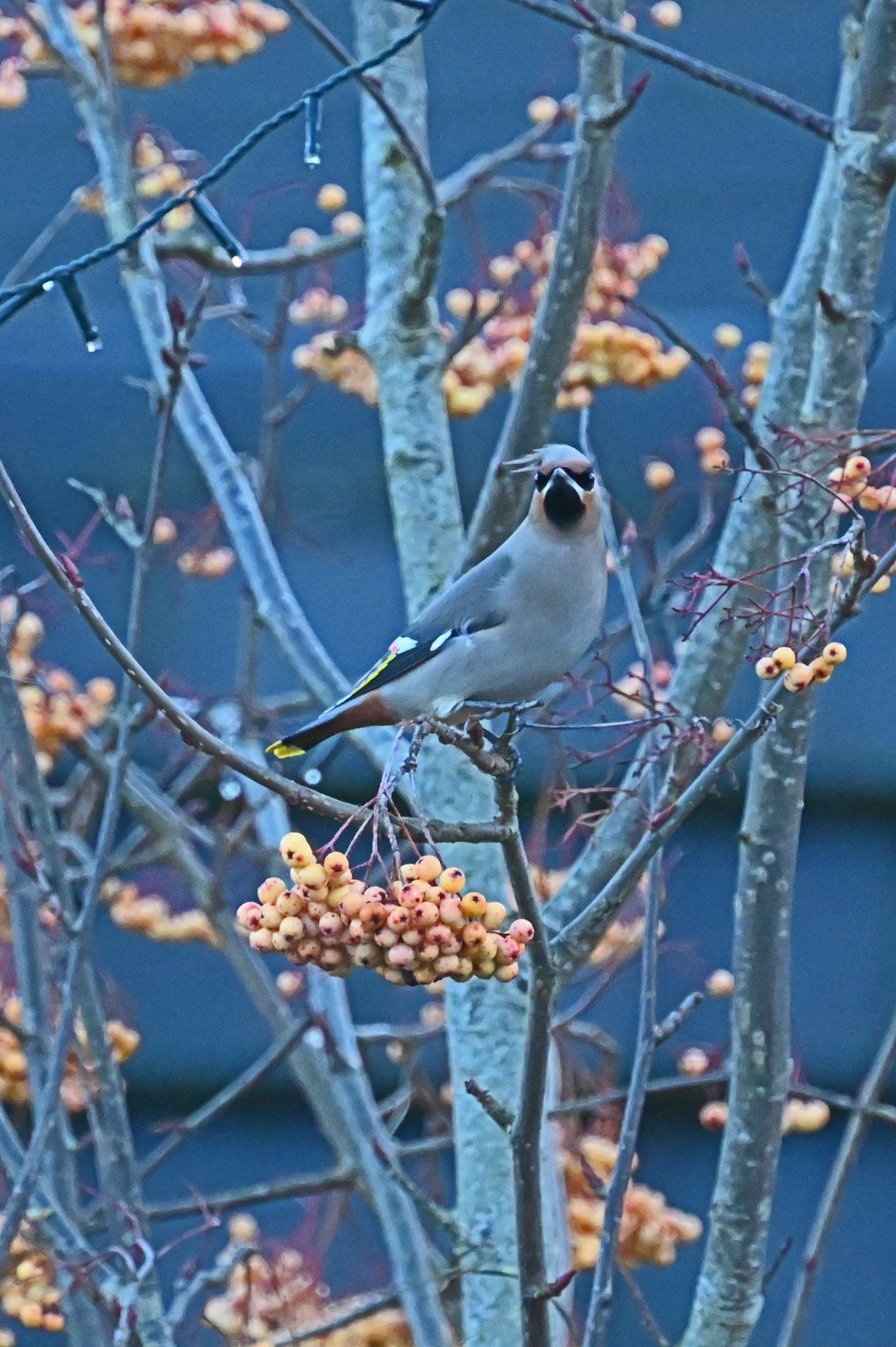 Waxwing by Keith Roylance - BirdGuides