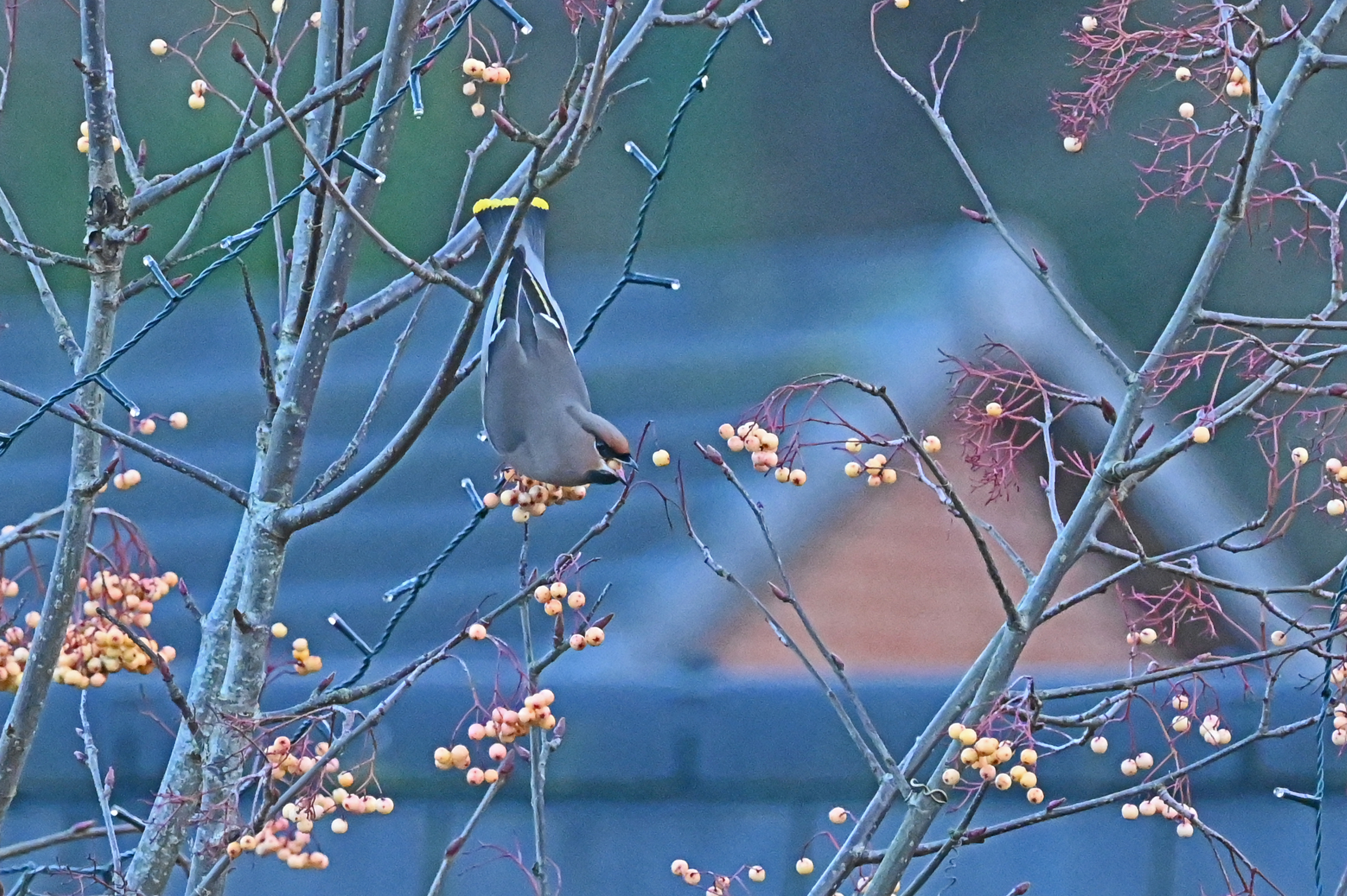 Waxwing by Keith Roylance - BirdGuides