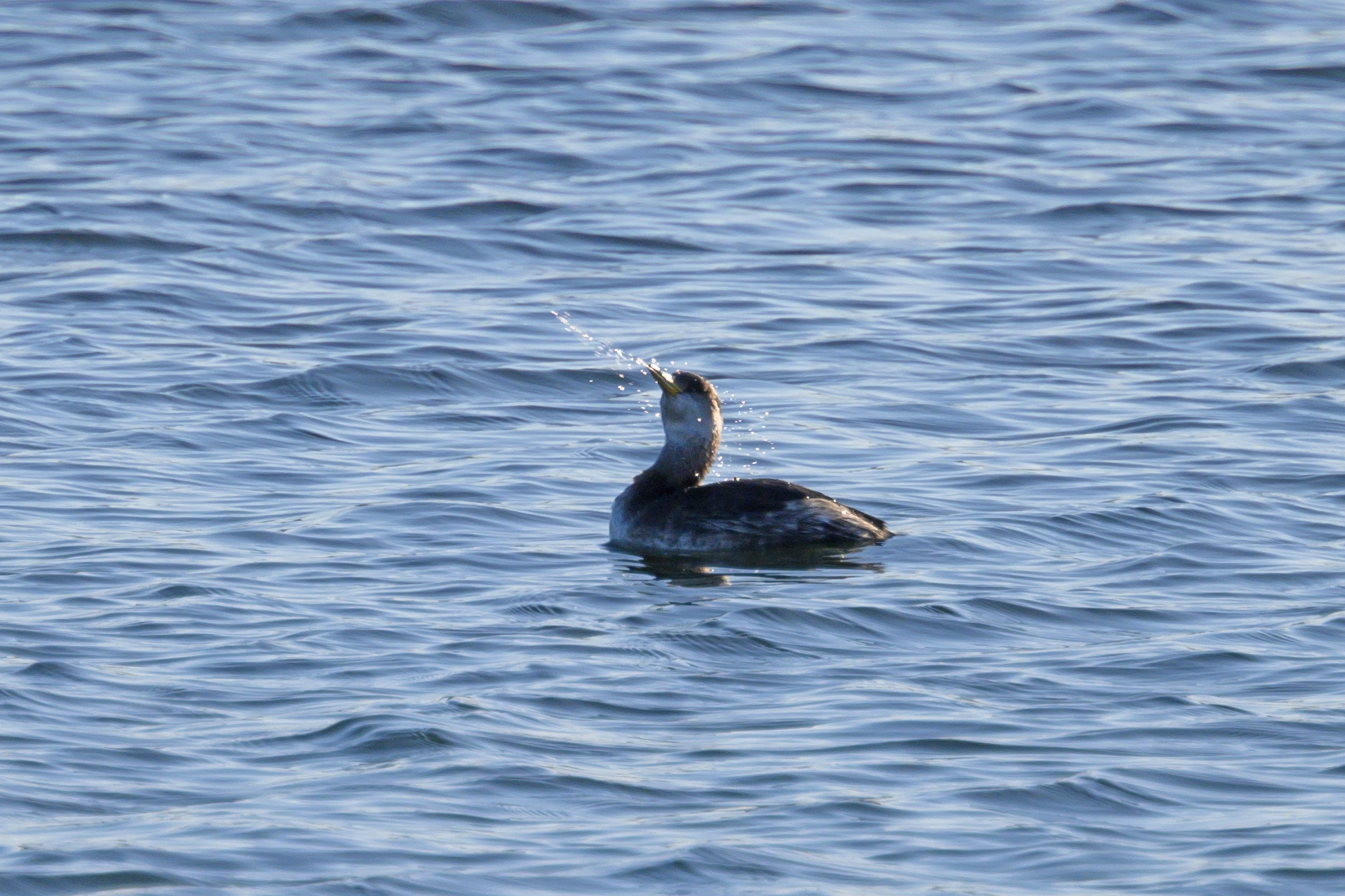 Red-necked Grebe by Keith Roylance - BirdGuides