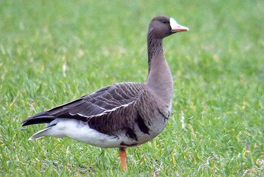 Russian White-fronted Goose by Barry Woodhouse - BirdGuides