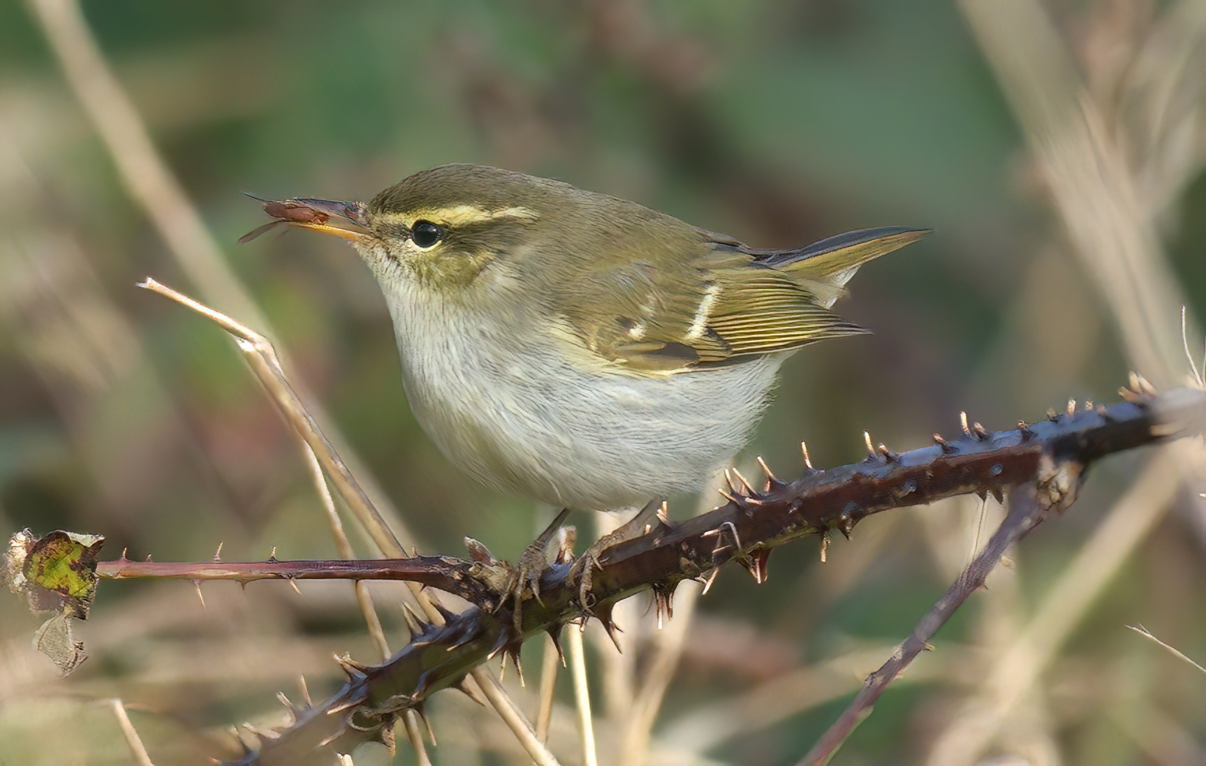 Two-barred Warbler by Roy Twigg - BirdGuides
