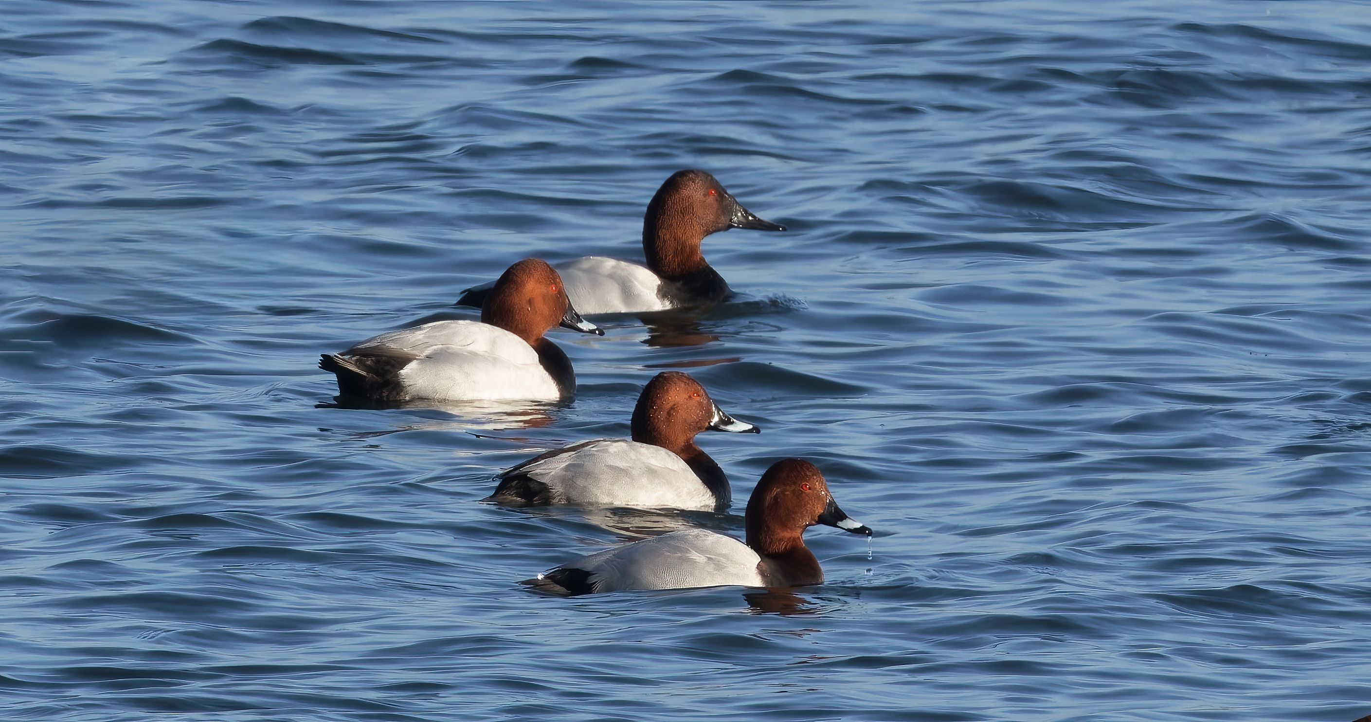 Canvasback by Chris Darby - BirdGuides