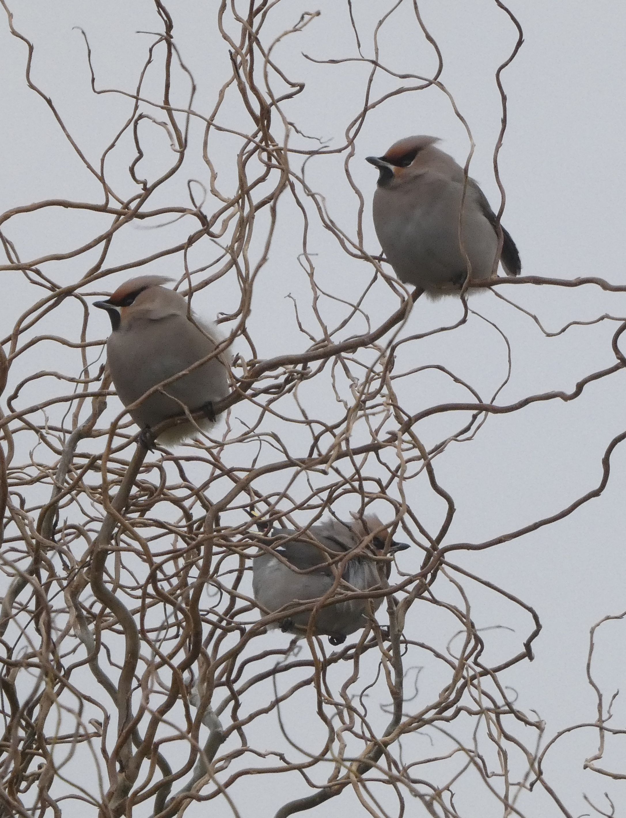 Waxwing by Brian Crabb - BirdGuides