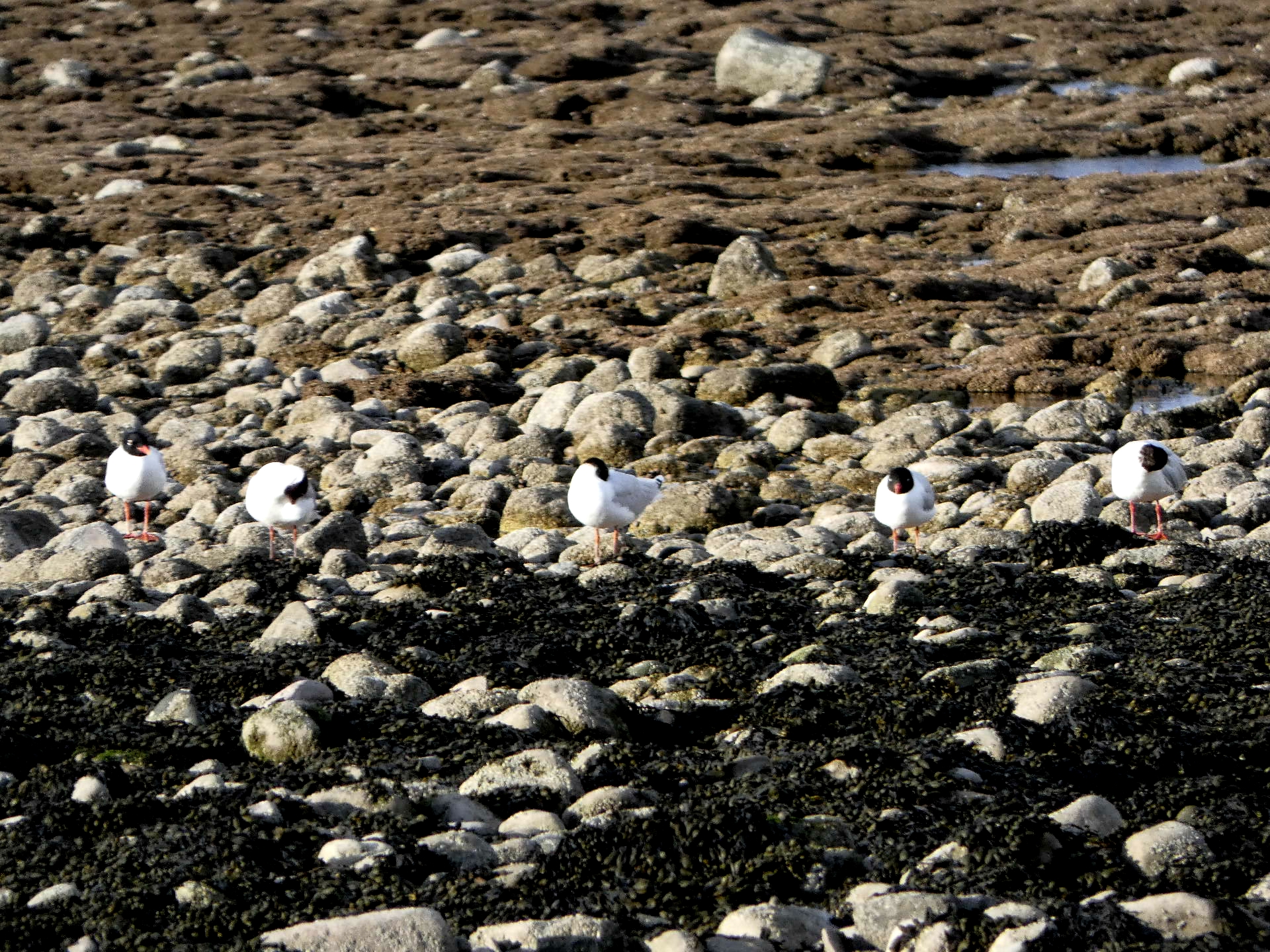 Mediterranean Gull by Brian Crabb - BirdGuides