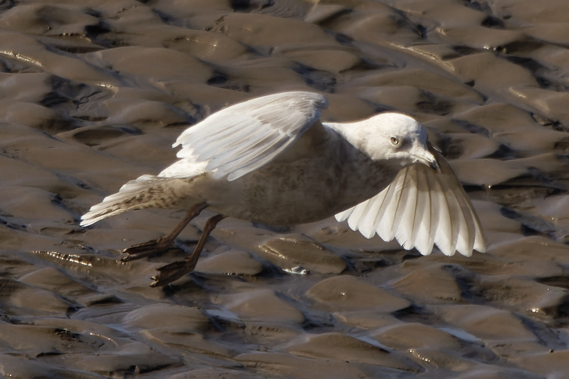 Kumlien's Gull by Stephen Tomlinson - BirdGuides