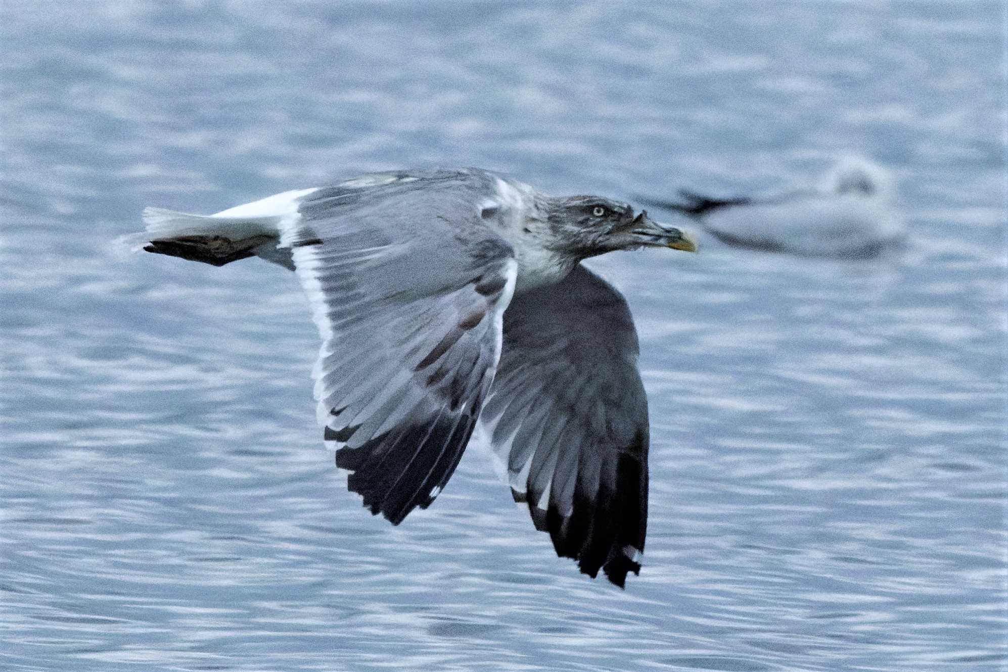 Azores Gull by Stephen Tomlinson - BirdGuides