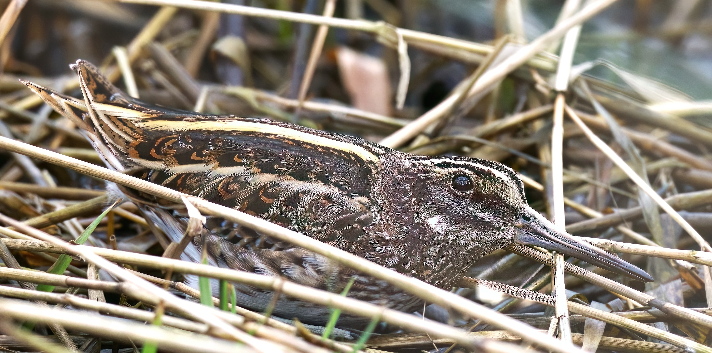 Jack Snipe by Roy Twigg - BirdGuides