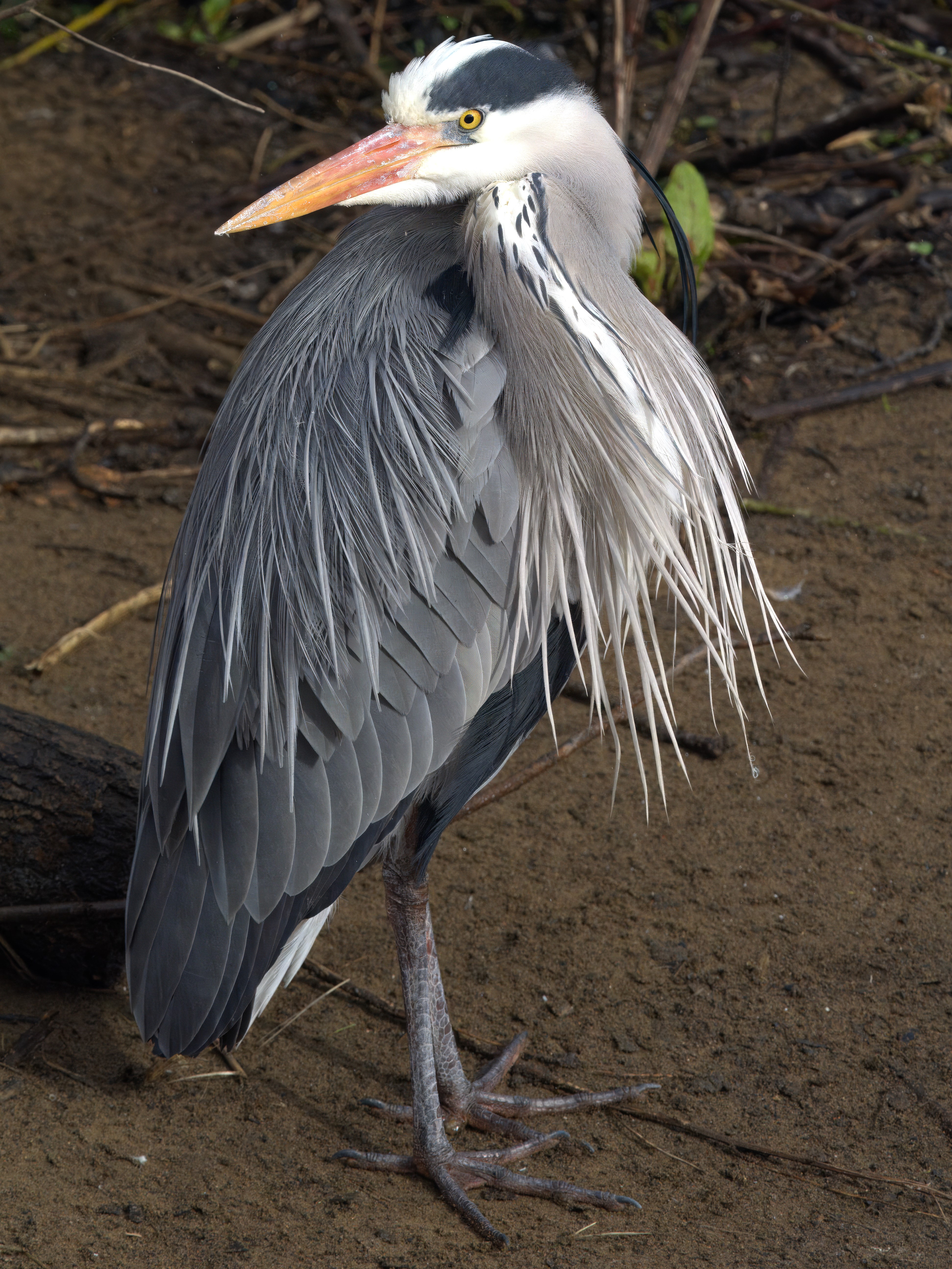 Grey Heron by Roy Twigg - BirdGuides