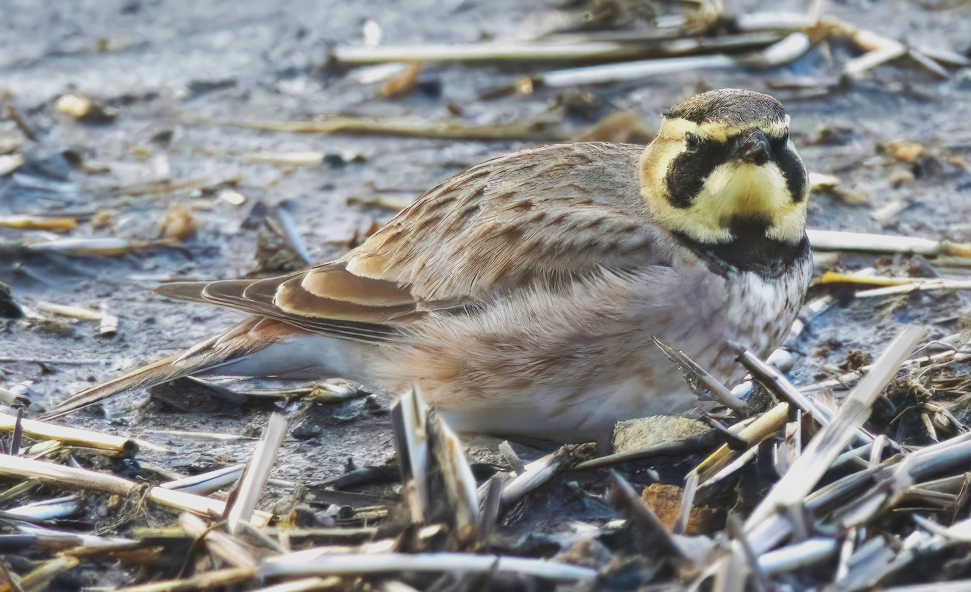 Shore Lark by Roy Twigg - BirdGuides