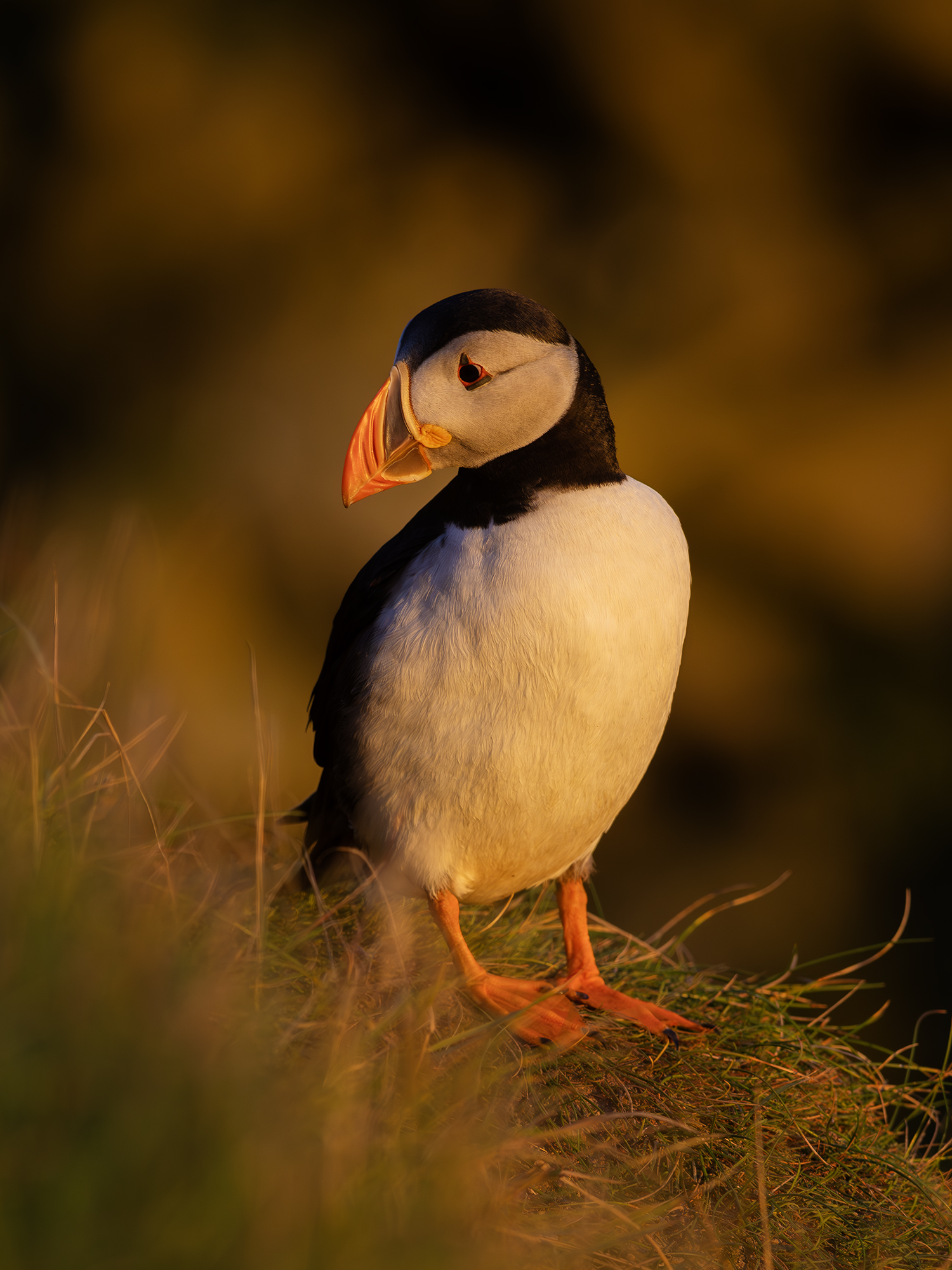 Puffin by Will Bowell - BirdGuides