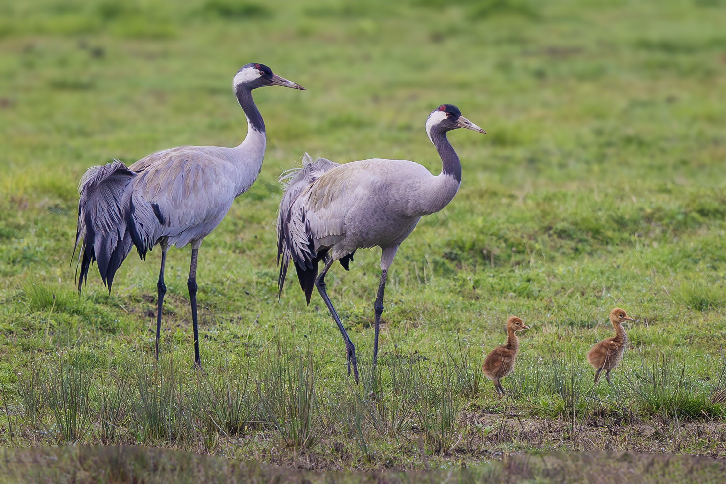 Record year for Common Crane on RSPB reserves - BirdGuides