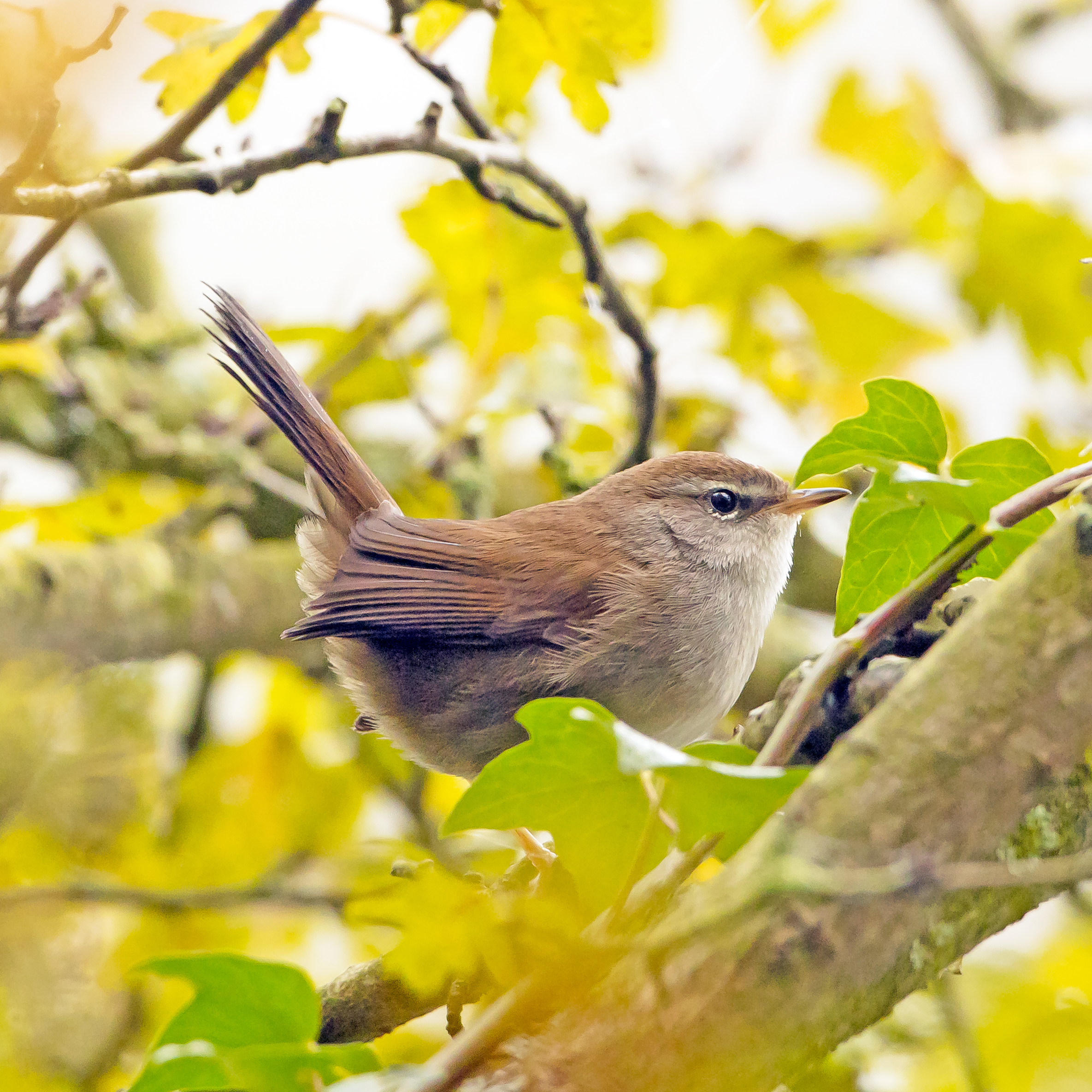 Cetti's Warbler by James Meikle - BirdGuides