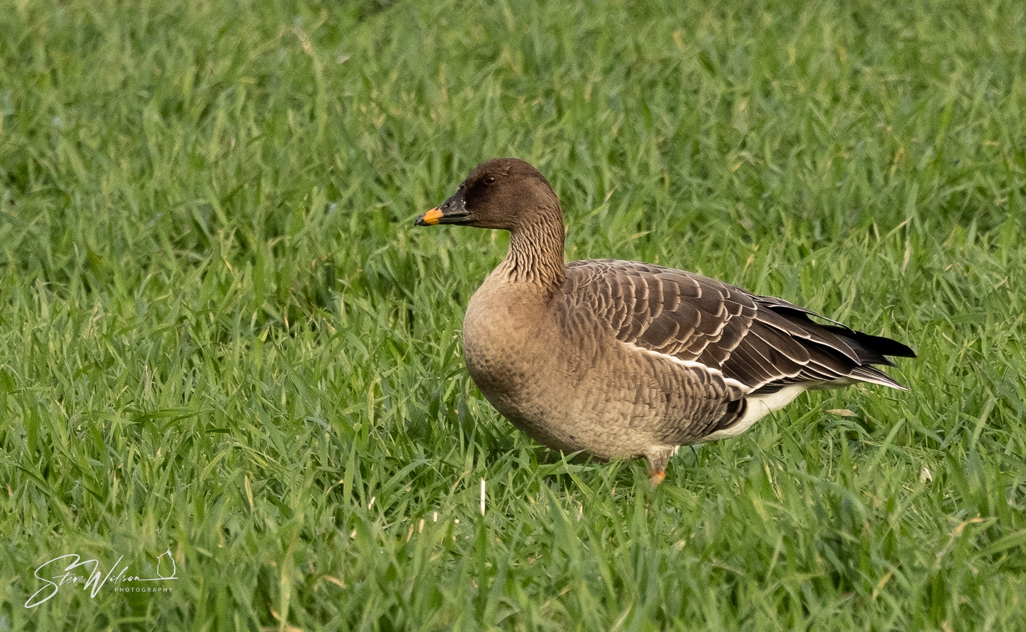 Tundra Bean Goose by Steve Wilson - BirdGuides
