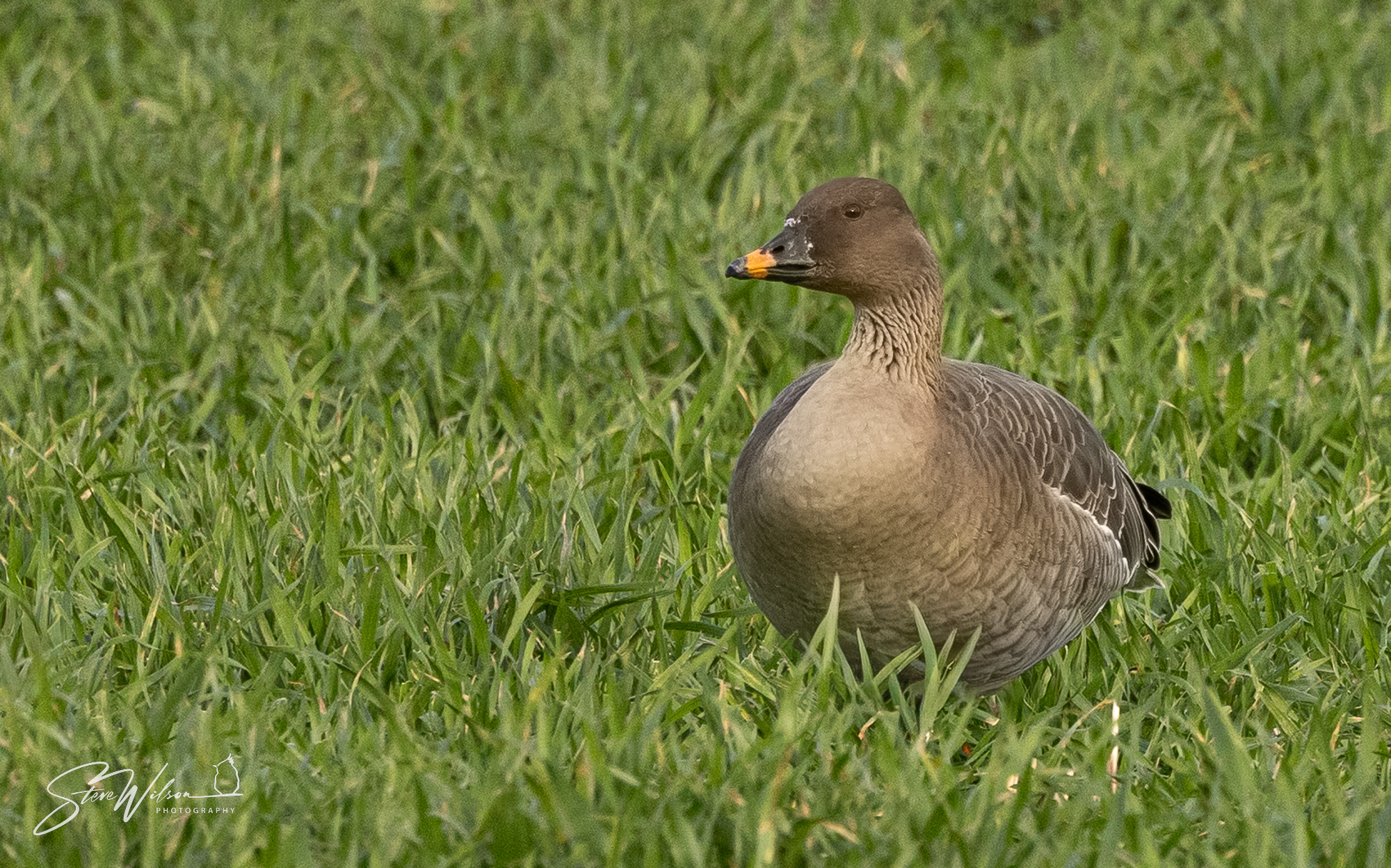 Tundra Bean Goose by Steve Wilson - BirdGuides