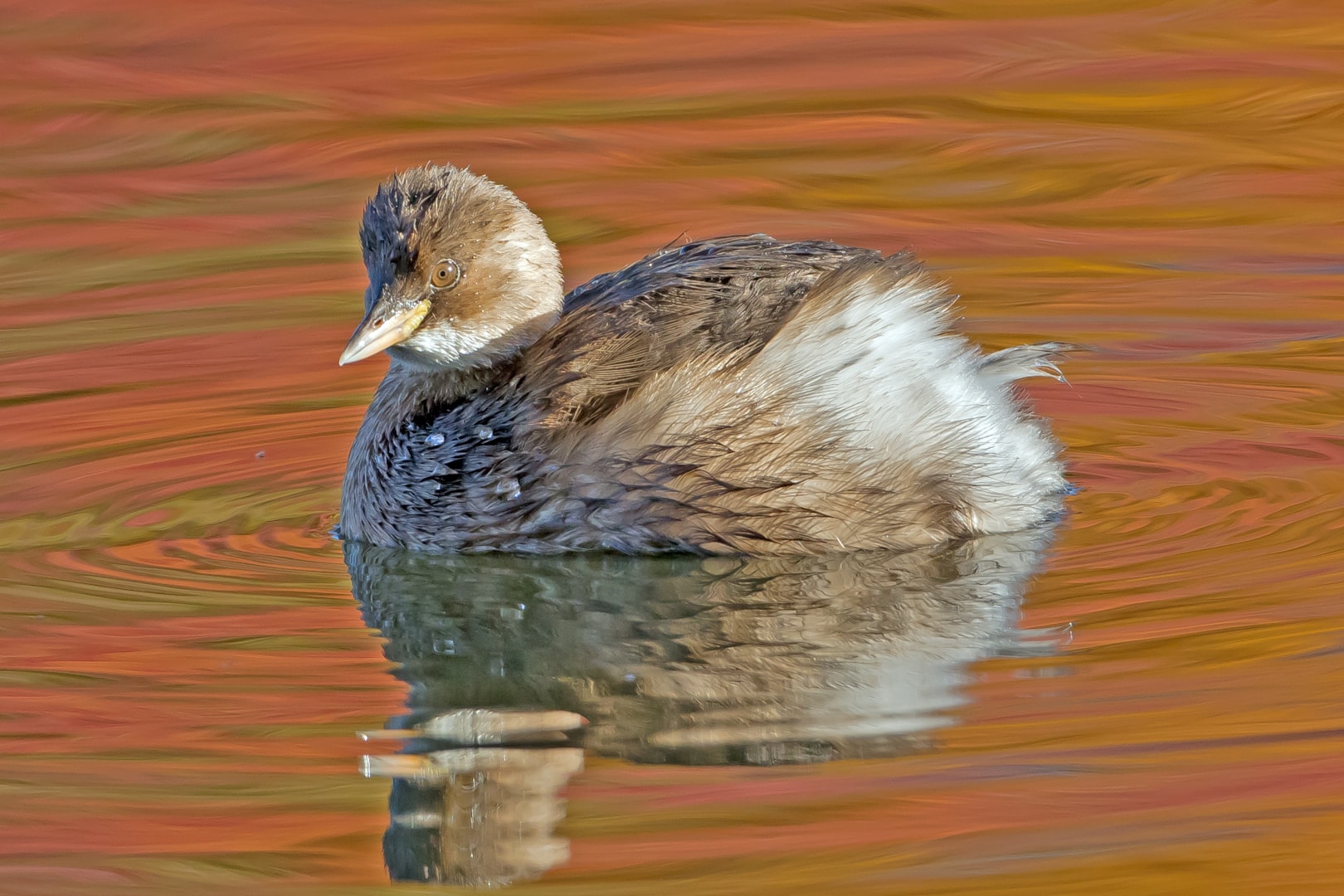 Little Grebe by James Meikle - BirdGuides