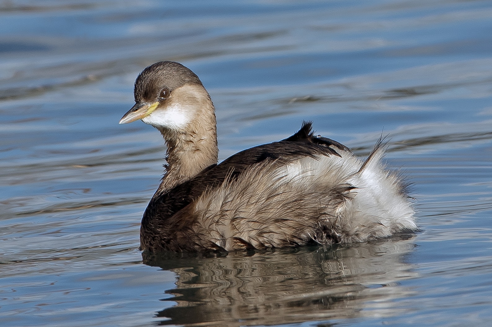 Little Grebe by James Meikle - BirdGuides