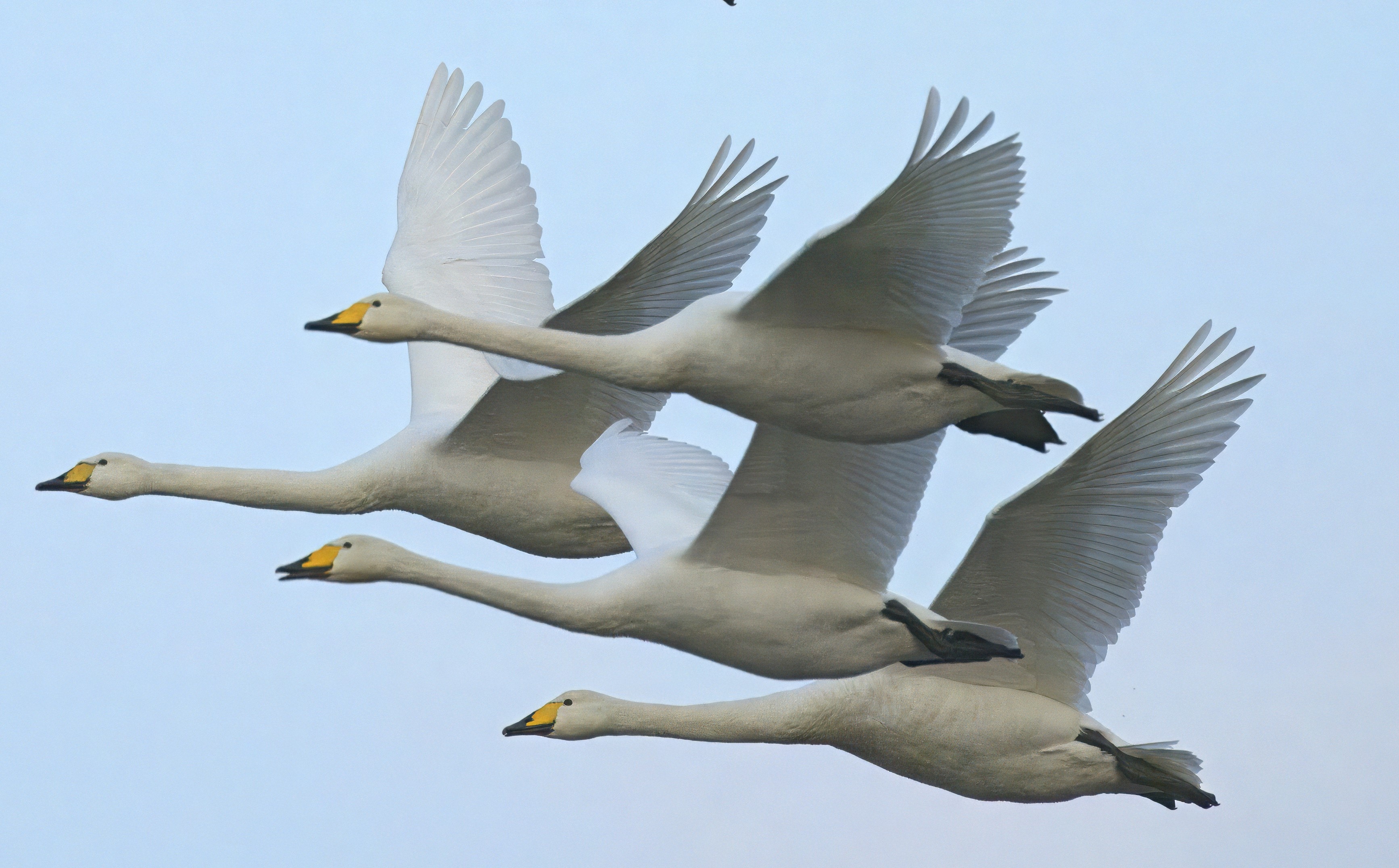 Whooper Swan by Roy Twigg - BirdGuides