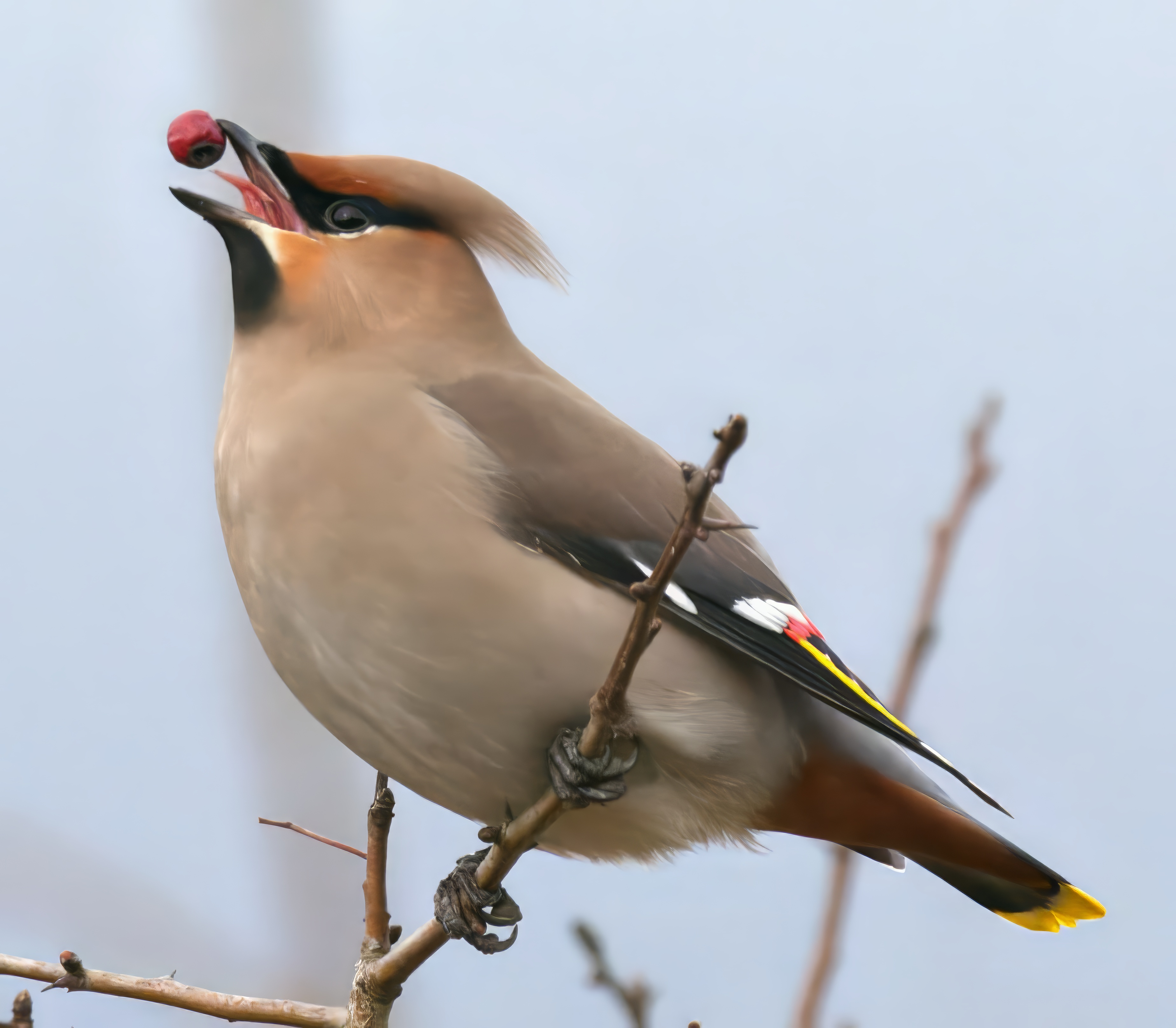 Waxwing by Roy Twigg - BirdGuides