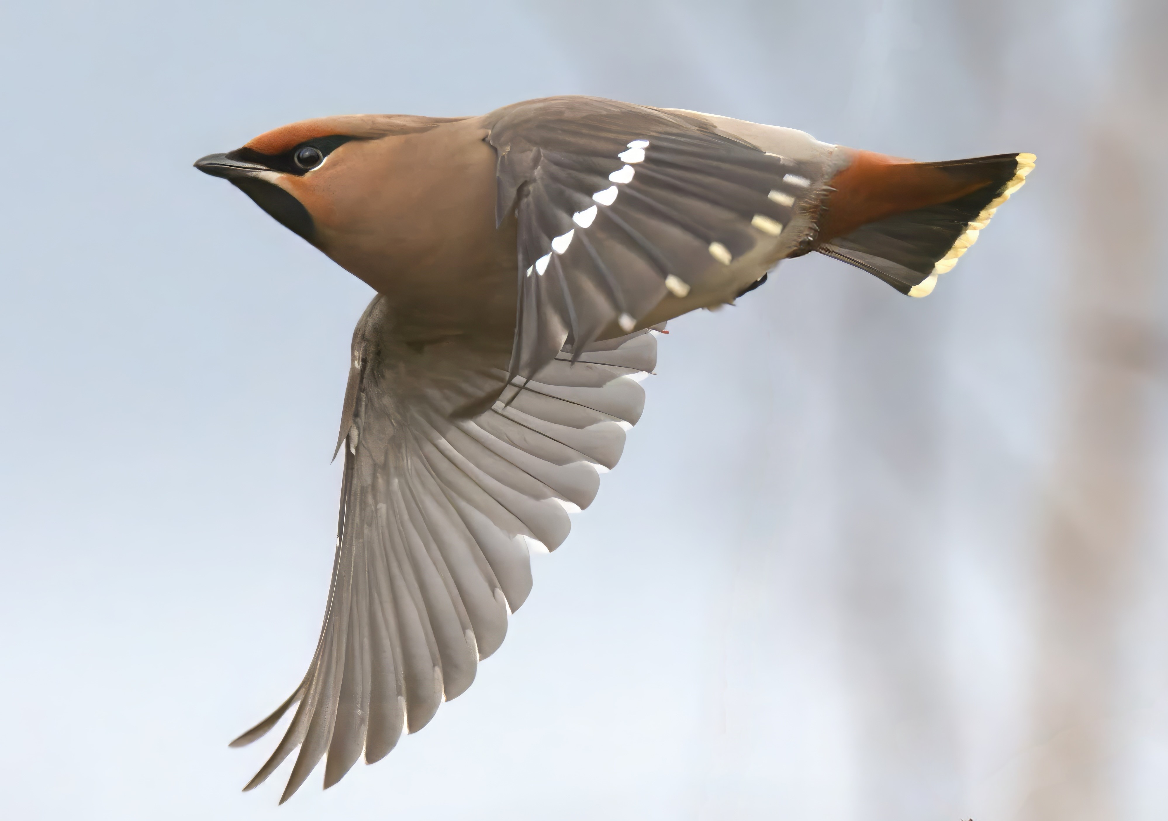 Waxwing by Roy Twigg - BirdGuides