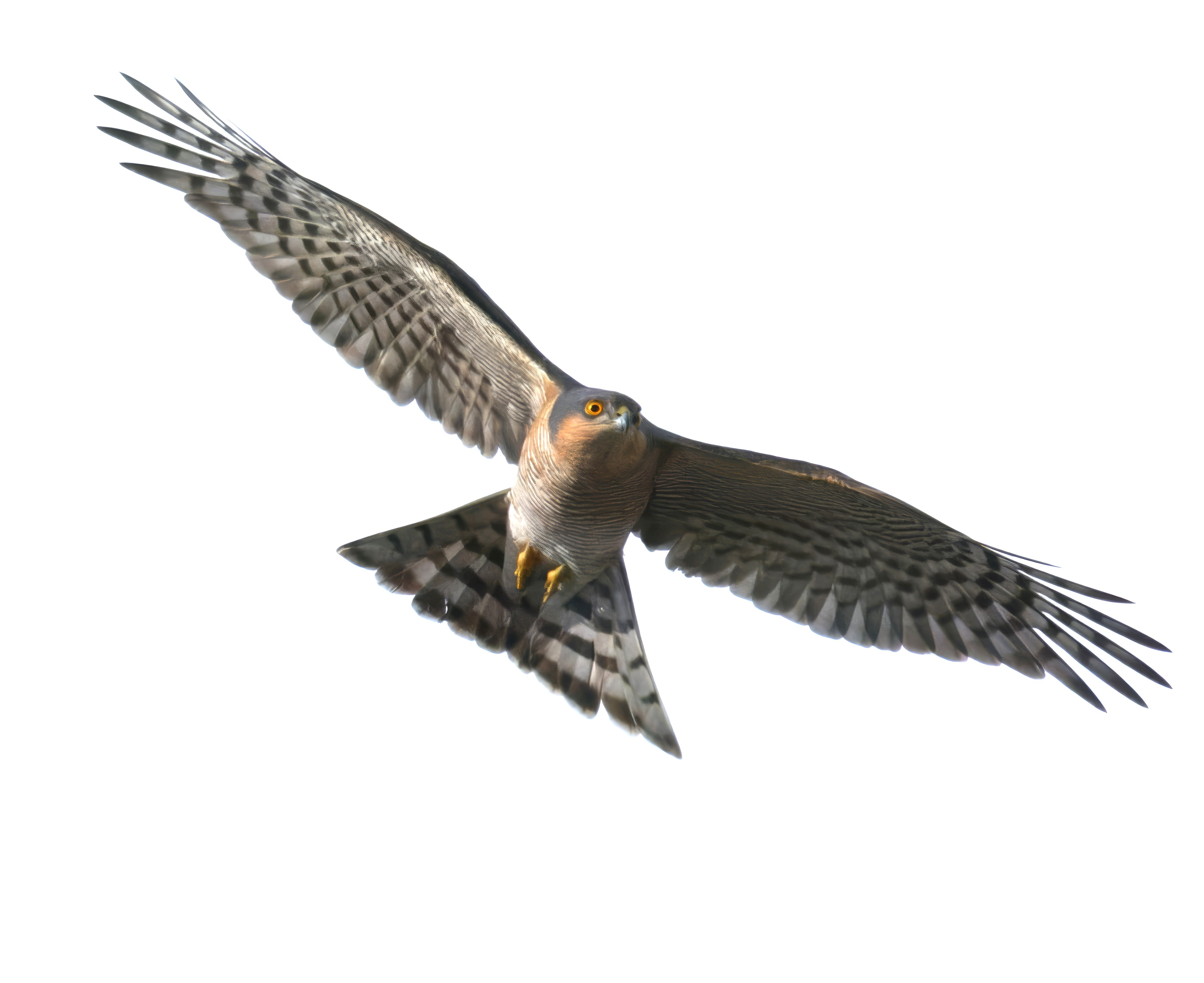 Sparrowhawk by Roy Twigg - BirdGuides