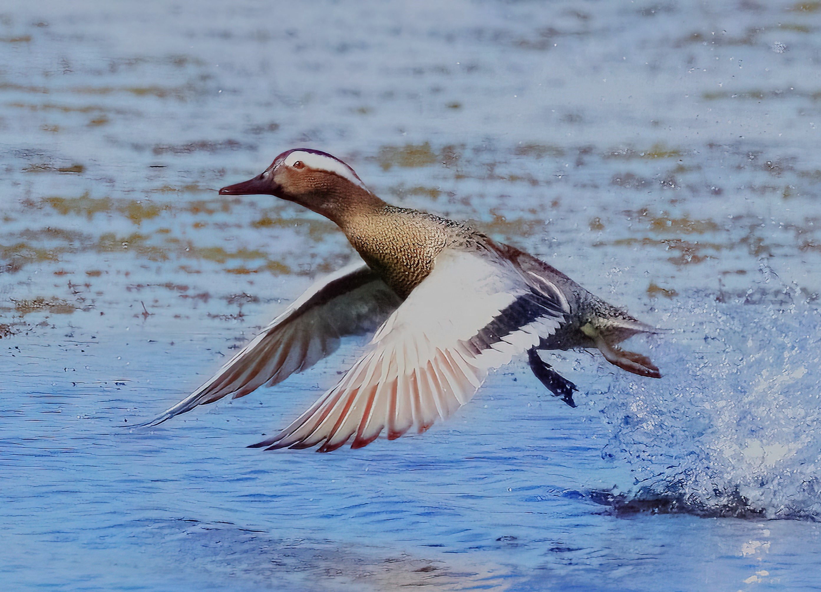 Garganey by Roy Twigg - BirdGuides