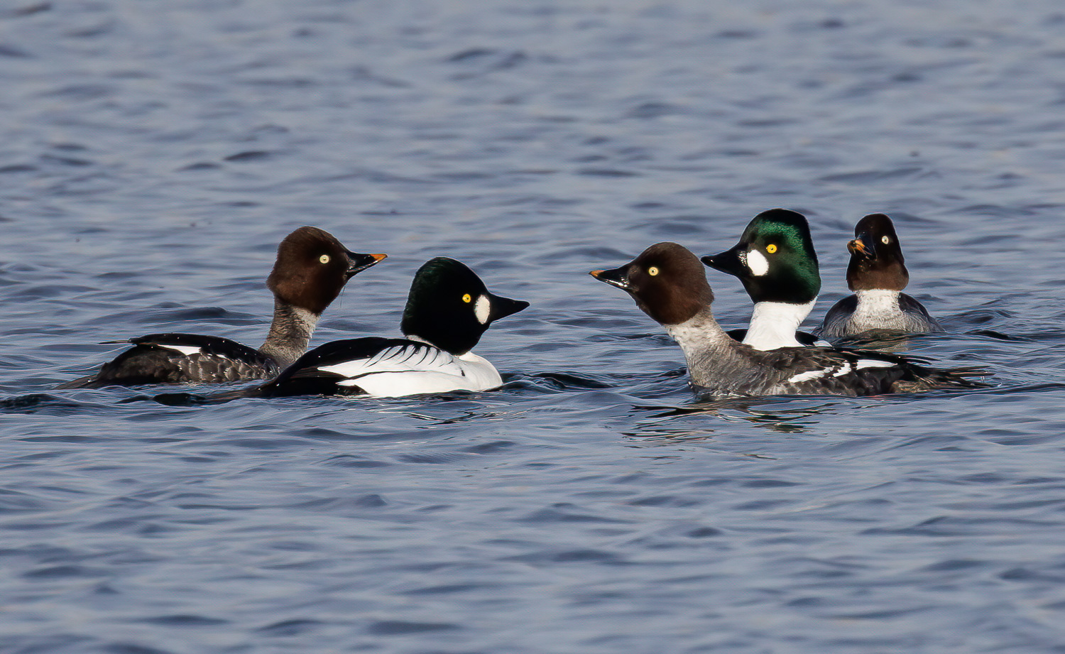 Wildfowl on the wane as winters become milder - BirdGuides