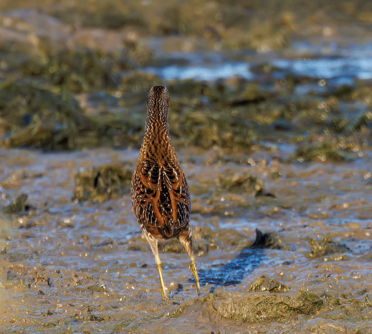 Spotted Crake by Steve Cribbin - BirdGuides