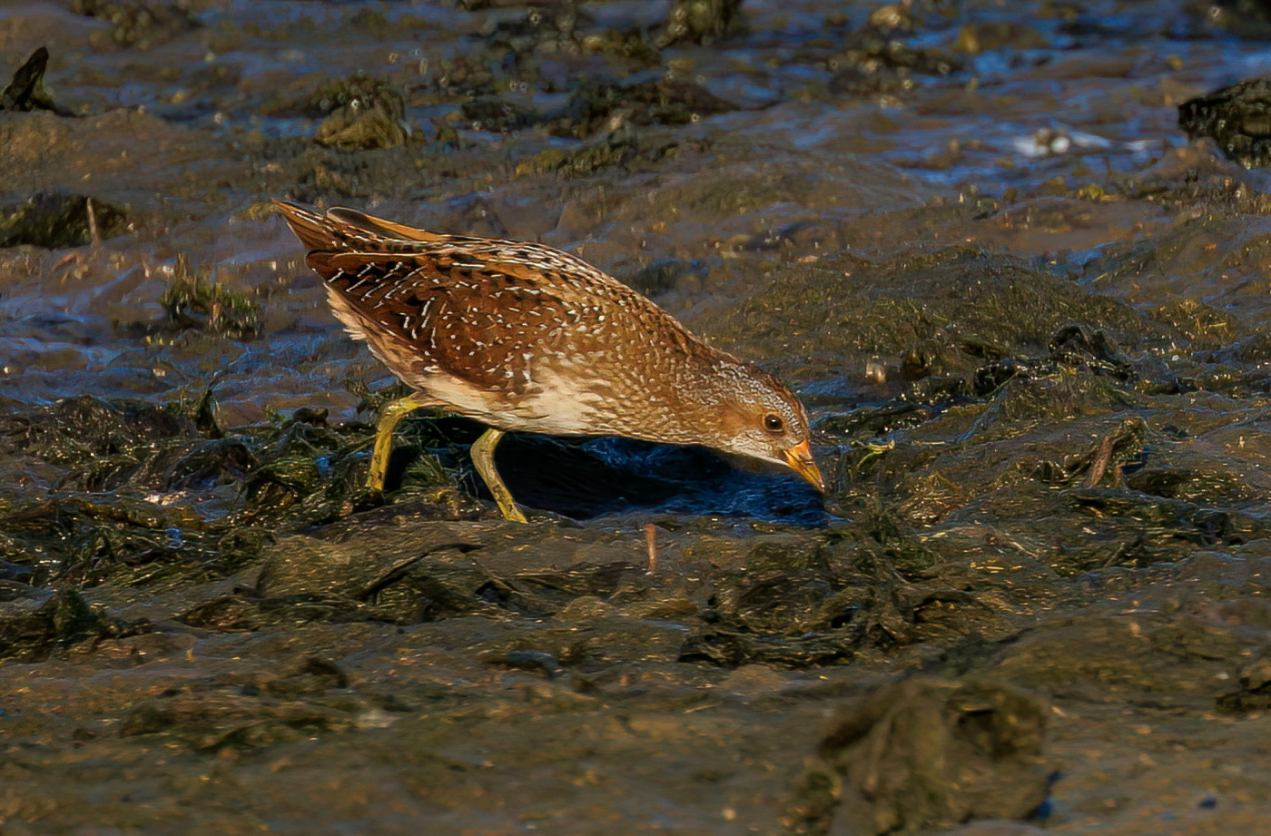 Spotted Crake by Steve Cribbin - BirdGuides