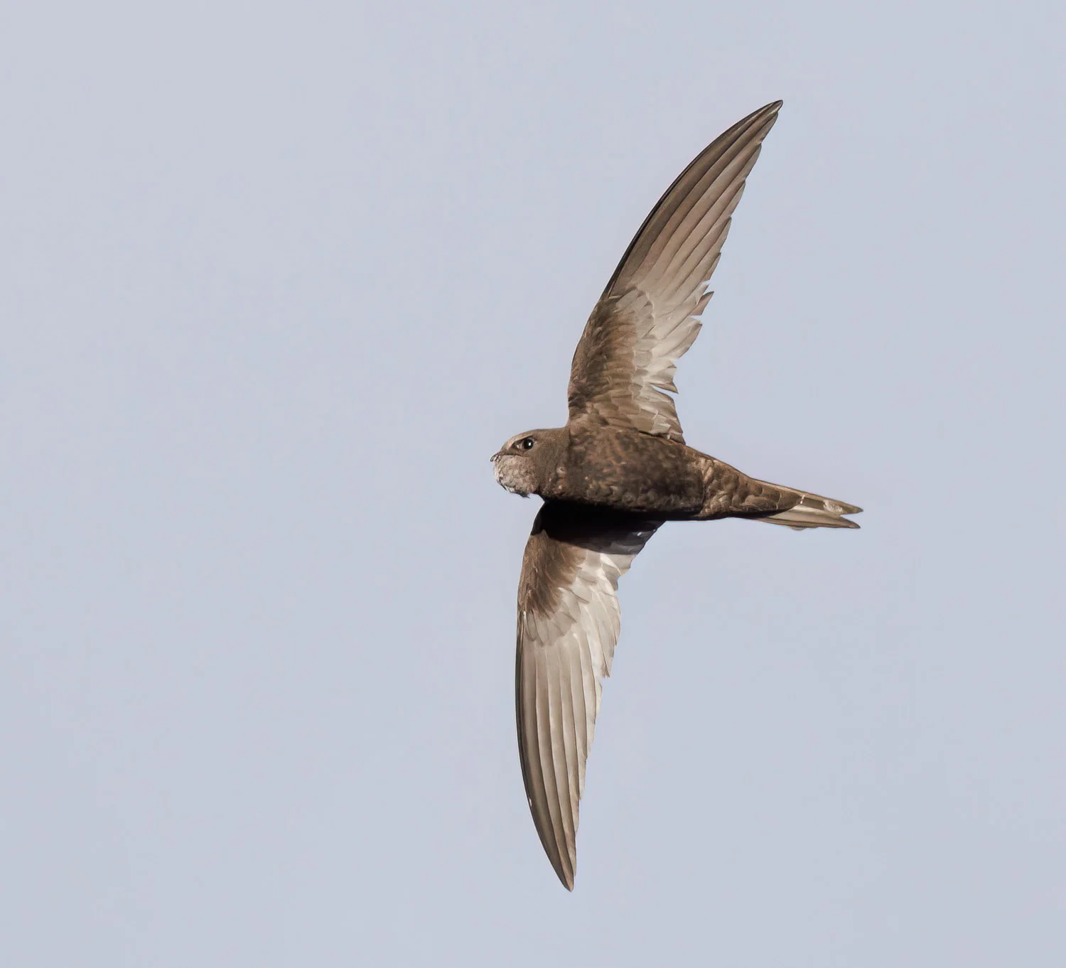 Details : Common Swift - BirdGuides