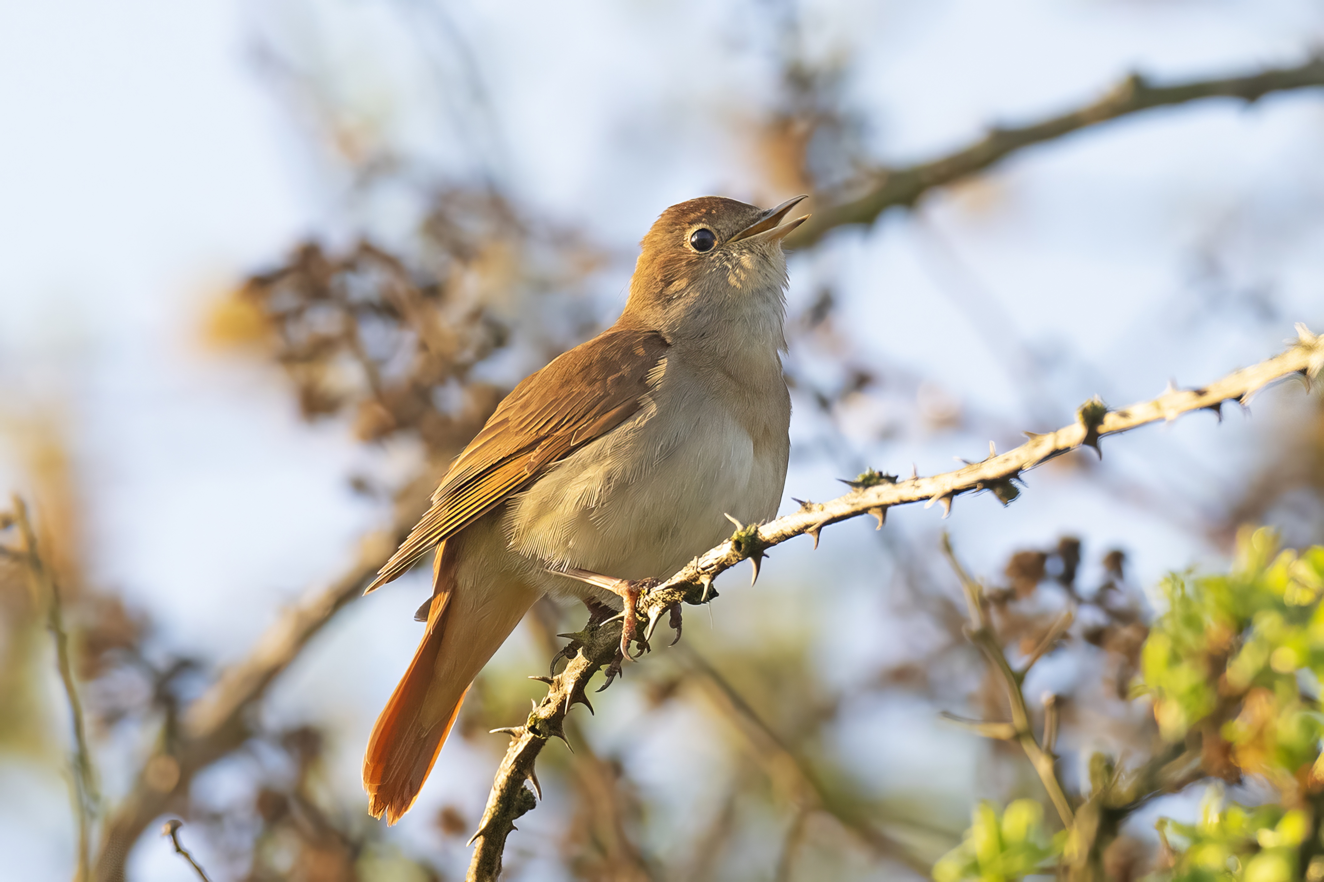 Common Nightingale by Andrew Moon - BirdGuides