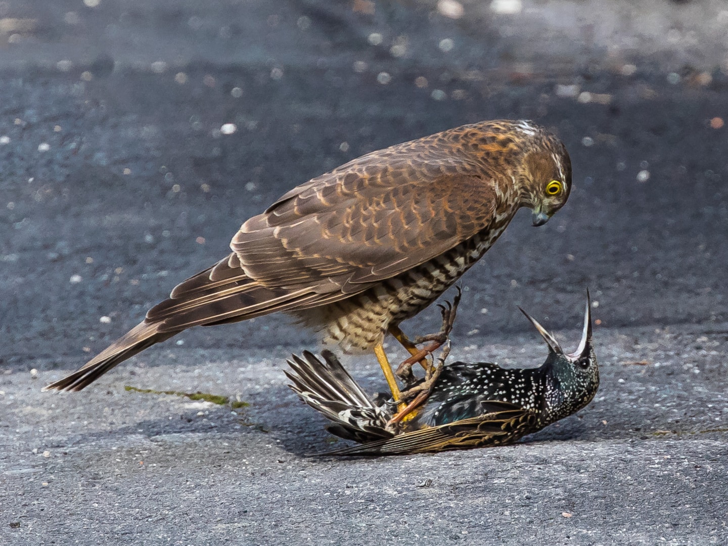 Eurasian Sparrowhawk by Terry Stevenson - BirdGuides