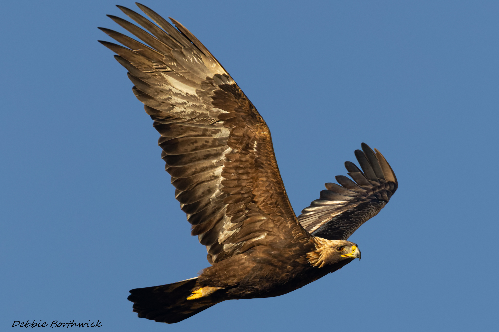 Cairngorms National Park reveals new raptor project - BirdGuides