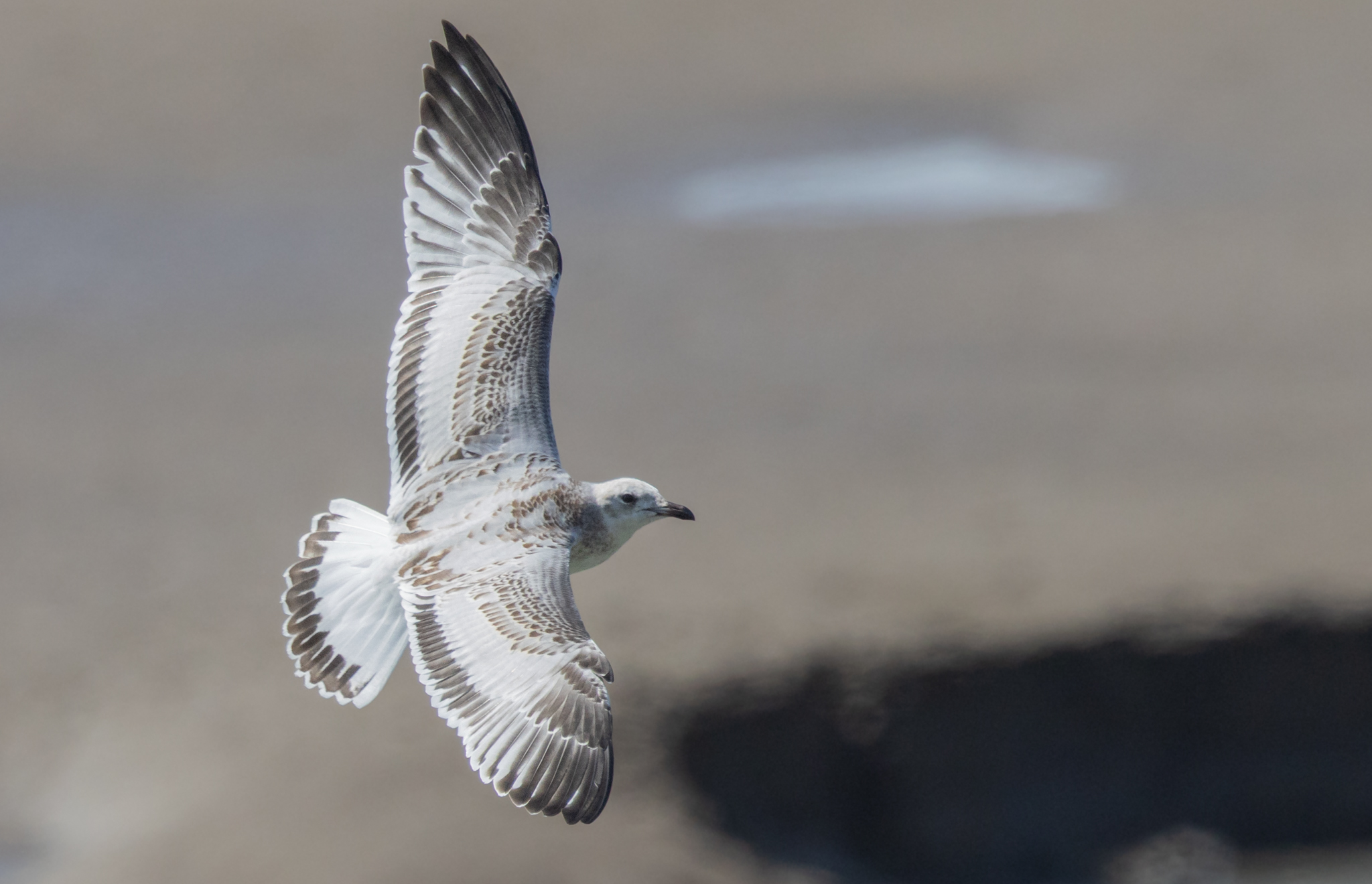Mediterranean Gull by Martin Loftus - BirdGuides